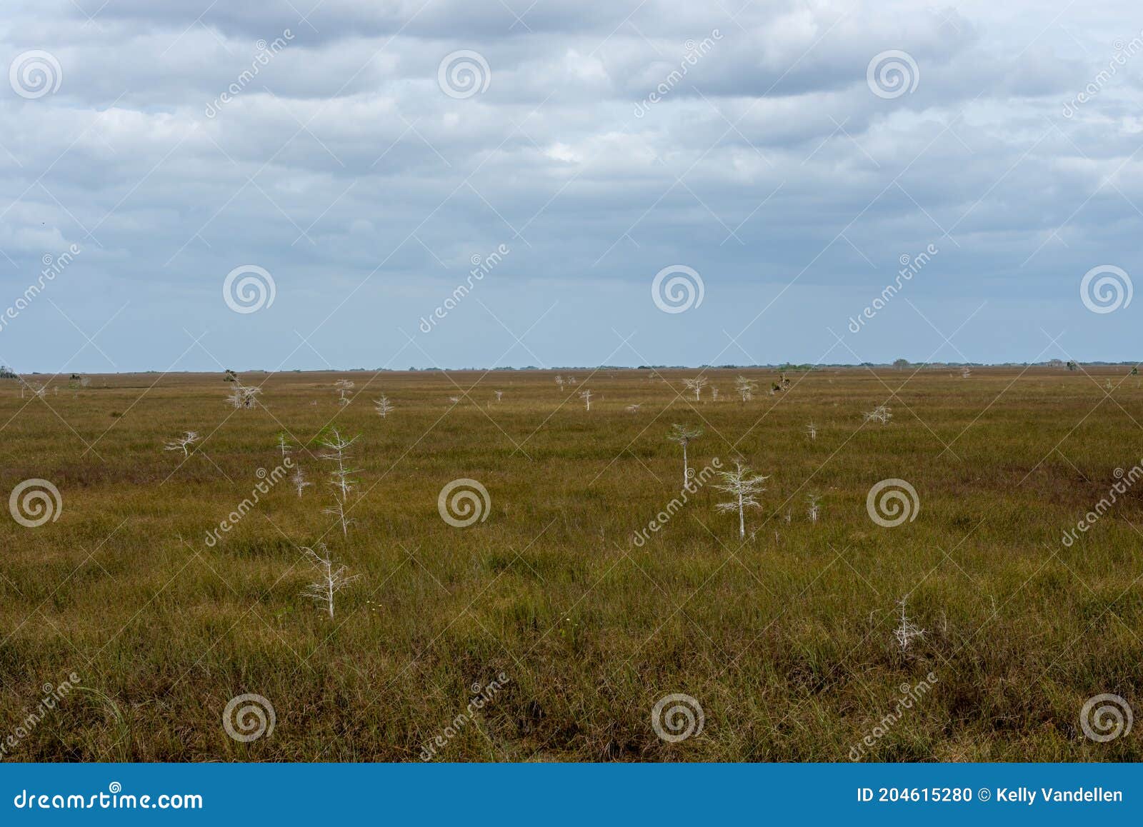 Small Saplings in Vast Everglades Marsh Stock Photo - Image of summer ...