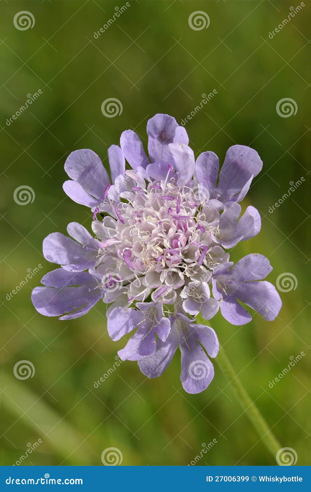 Small Scabious Flower stock image. Image of anthers, plant - 27006399
