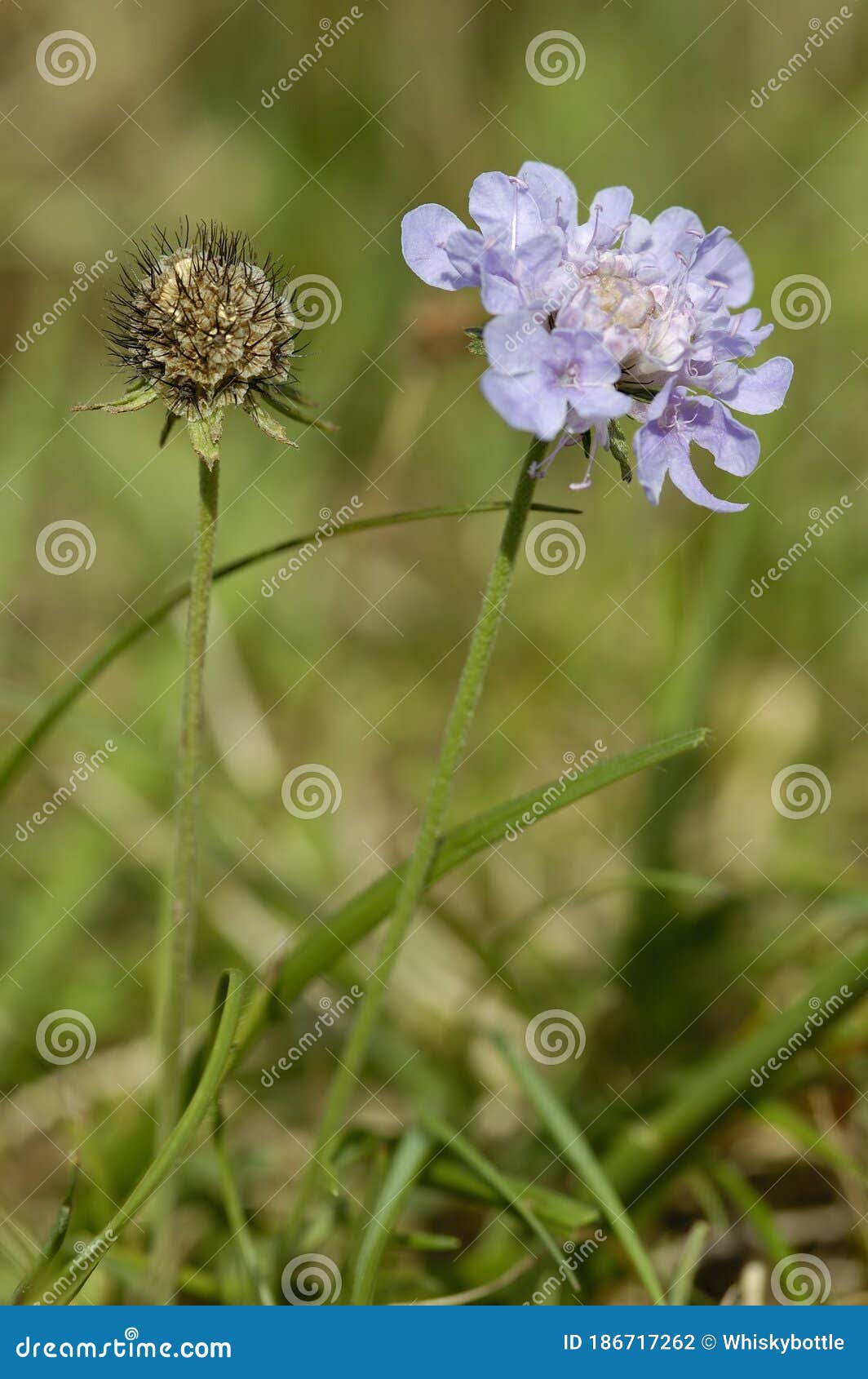 Small Scabious stock photo. Image of wildlife, caprifoliaceae - 186717262