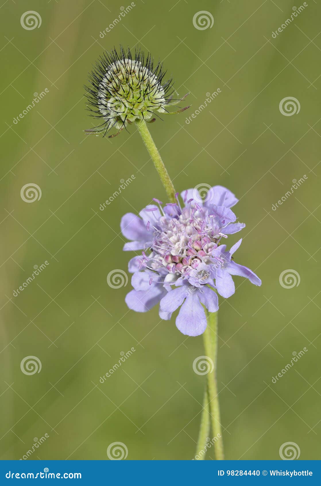 Small Scabious stock photo. Image of plant, nature, wild - 98284440