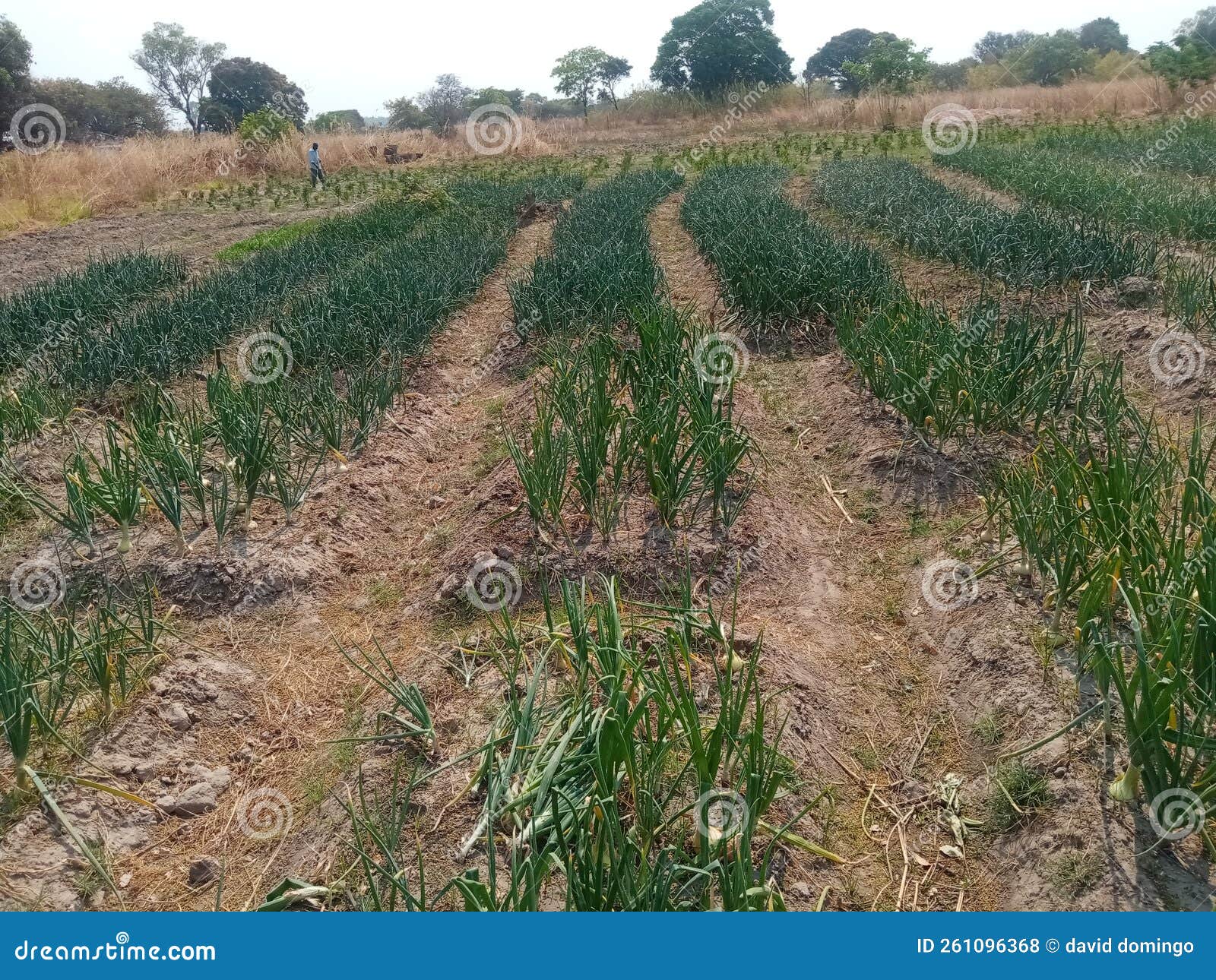 Small scale onion farming stock photo. Image of field - 261096368