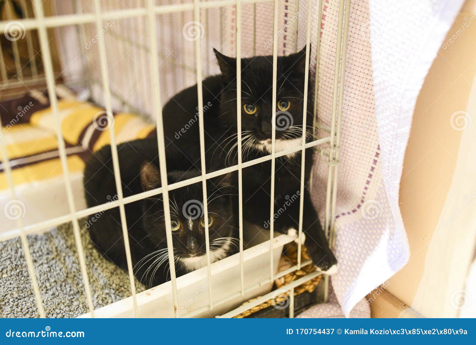Small Scared Cats in a Cage in a Shelter Waiting for a Home Stock Image ...