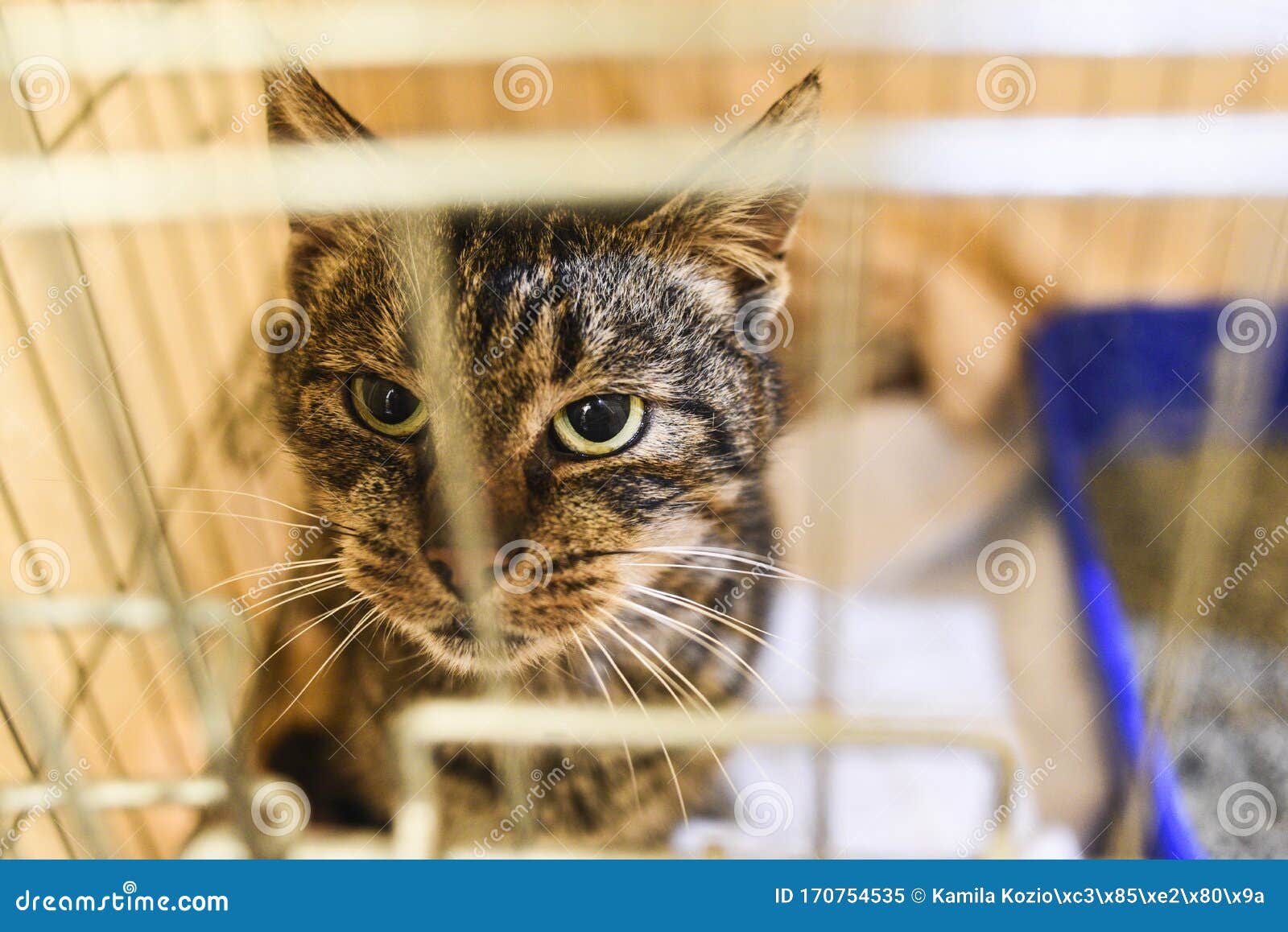 Small Scared Cats in a Cage in a Shelter Waiting for a Home Stock Image ...
