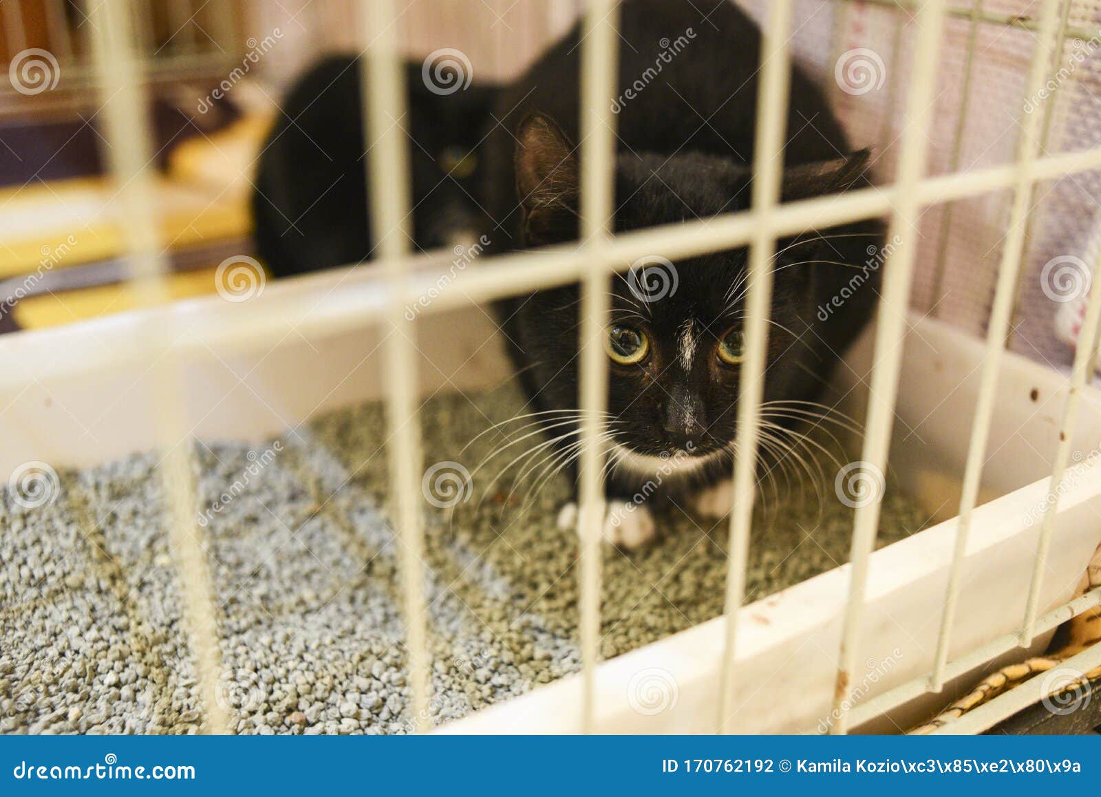 Small Scared Cats in a Cage in a Shelter Waiting for a Home Stock Photo ...