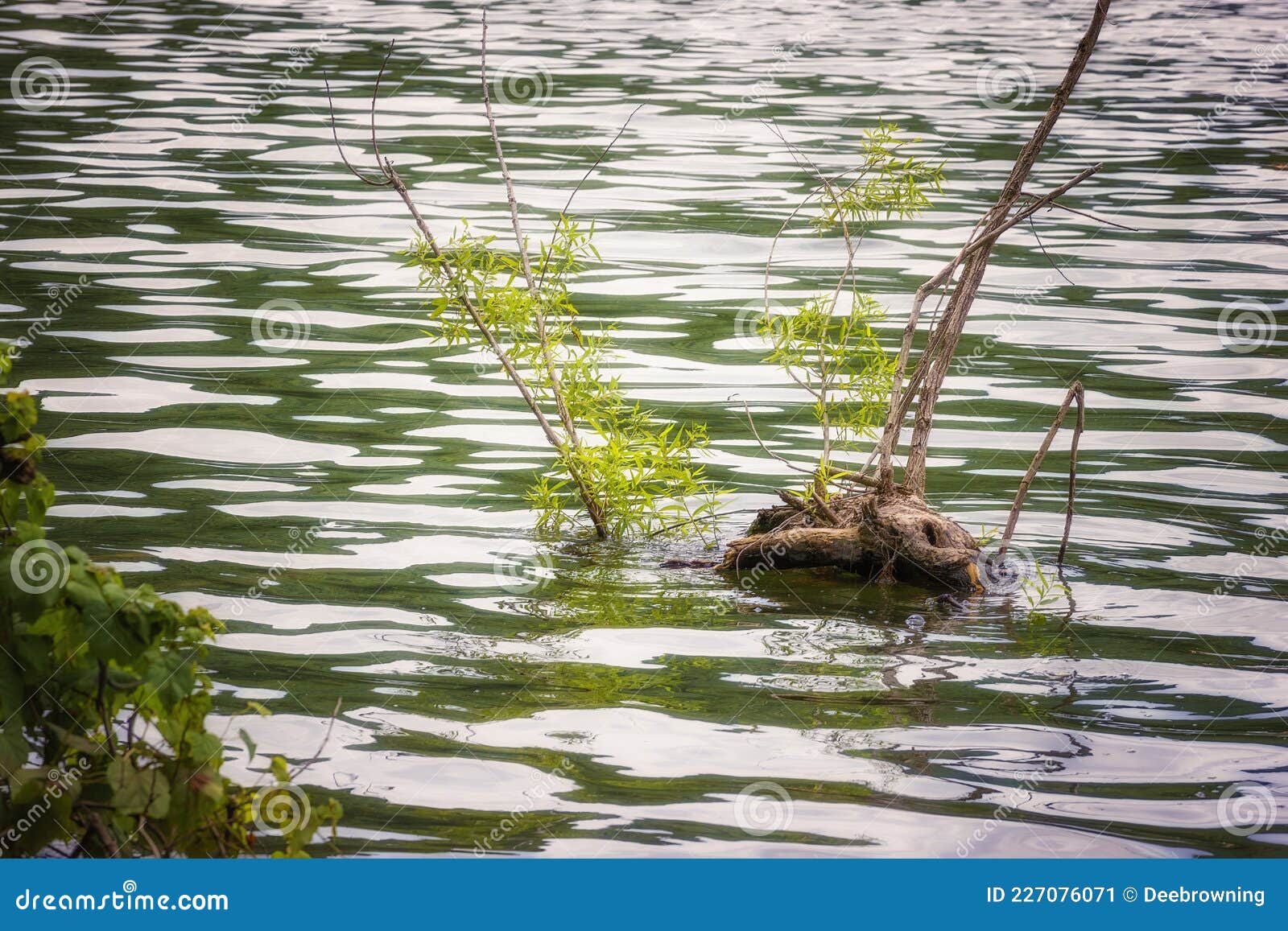 Small Section of a Tree Floats in Lake Water Stock Image - Image of ...
