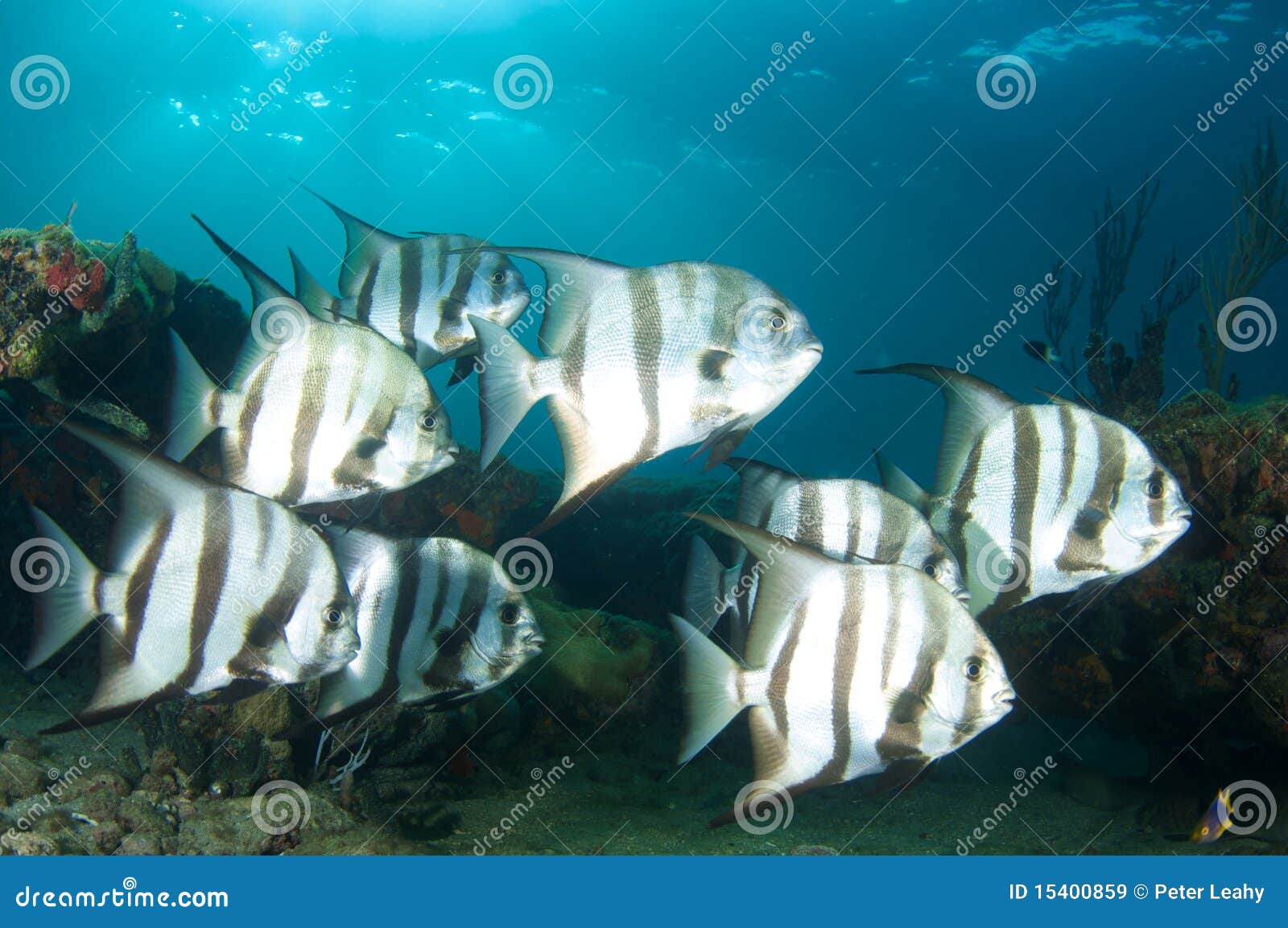 Small school of Spadefish stock image. Image of ocean - 15400859