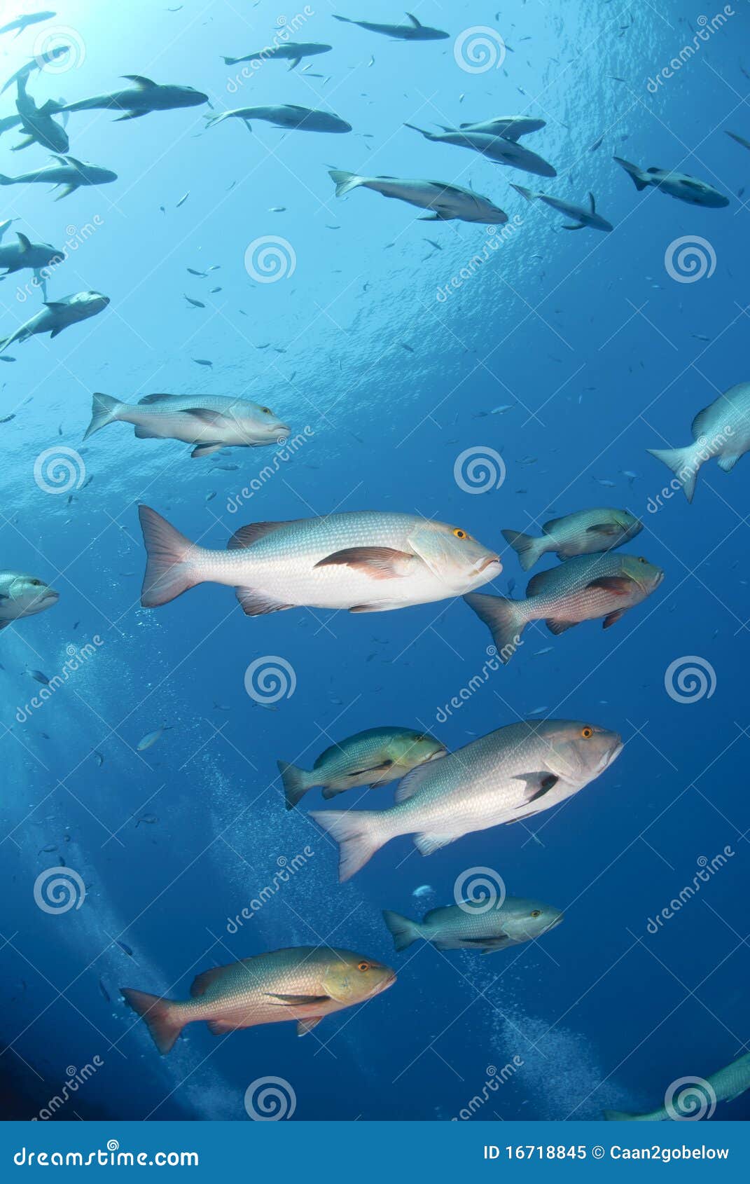 Small School of Tropical Twinspot Snapper. Stock Image - Image of ...