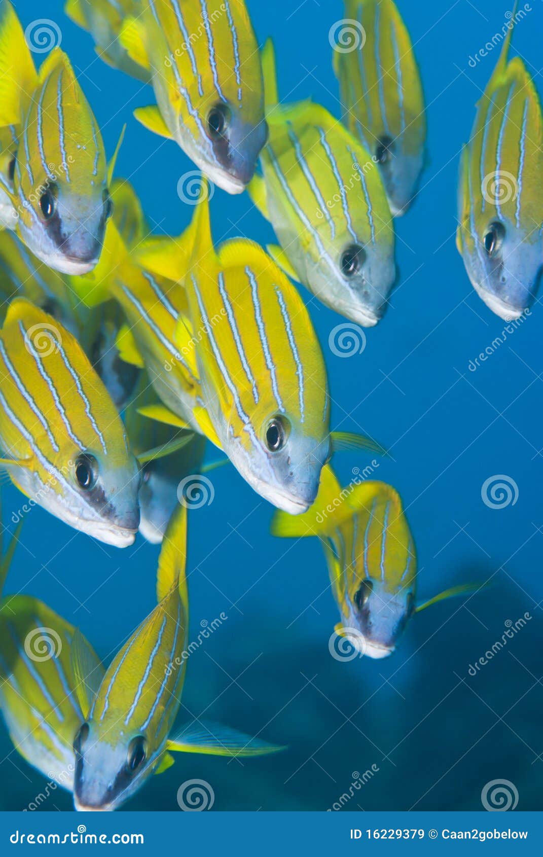 Small School of Yellow Tropical Fish. Stock Image - Image of colour ...