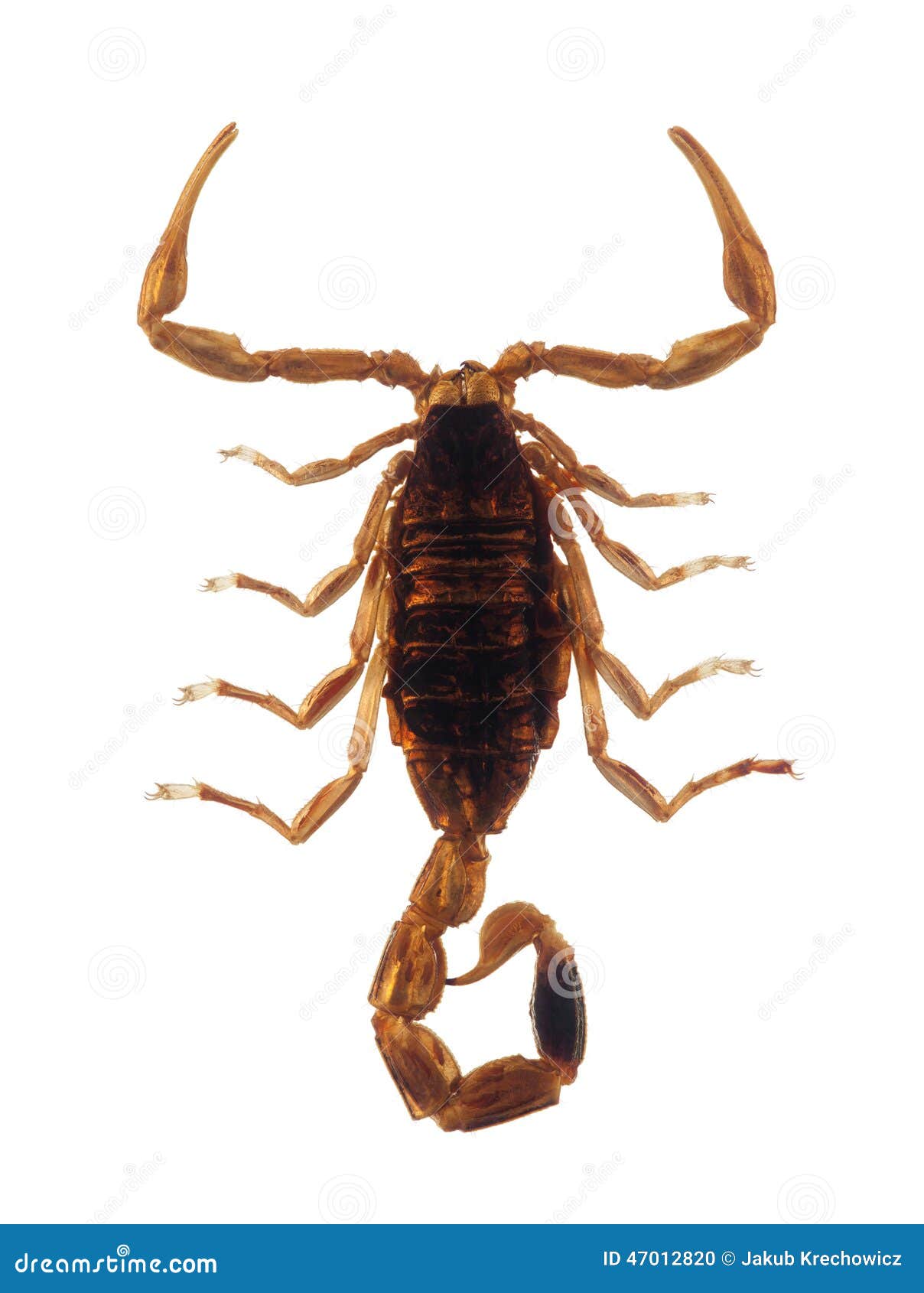 Scorpion Isolated. Scorpion On White Background. Close Up European ...