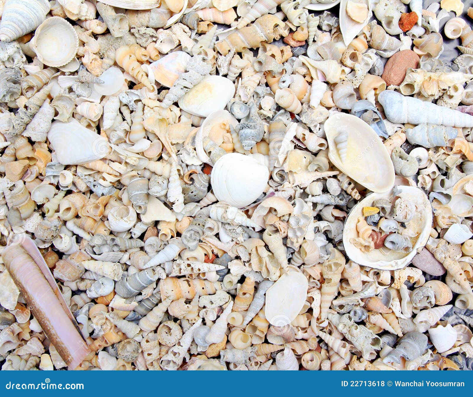 Small sea Shell background stock photo. Image of littoral - 22713618