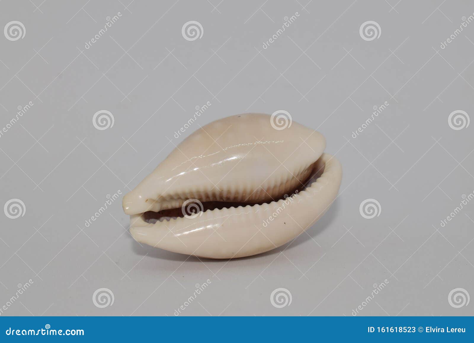 Small Sea Shell with a Face View on White Background Stock Image ...