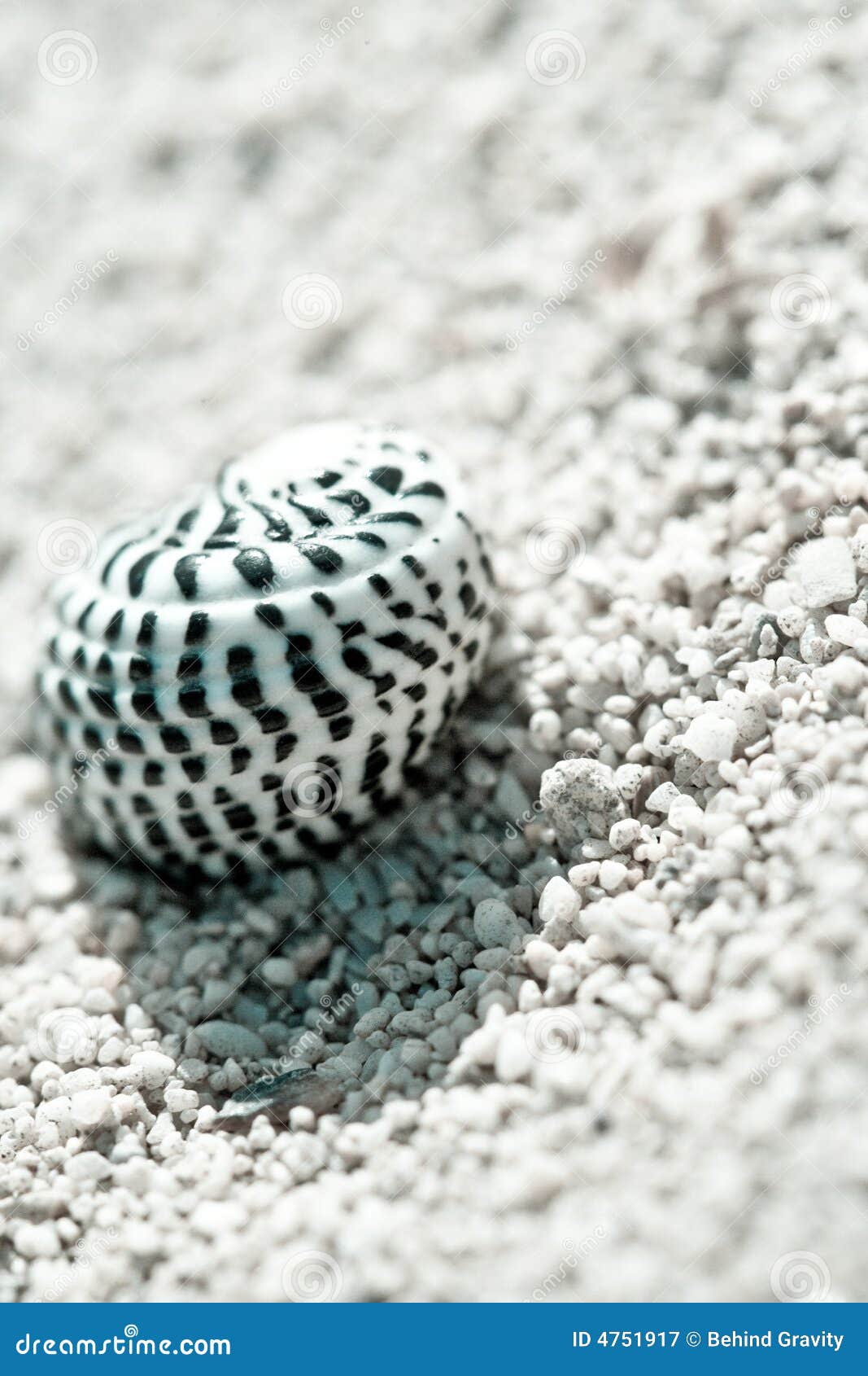 Small Sea Shell on a the Shore of a Beach Stock Image - Image of beach ...