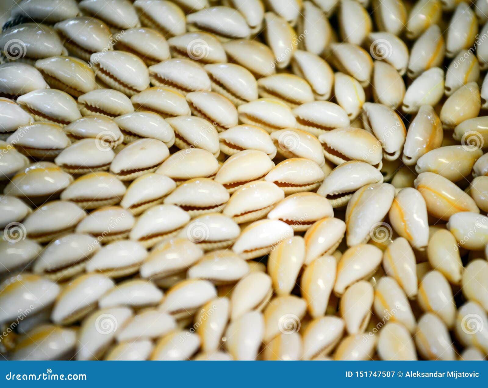 Small sea shells stock image. Image of coast, small - 151747507