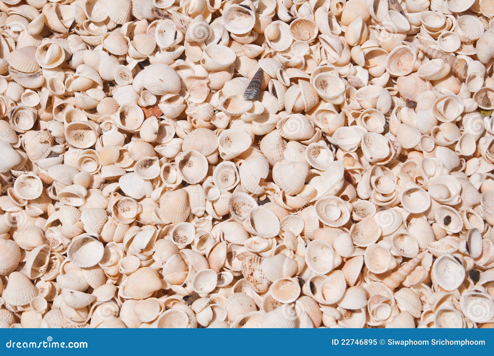 Small sea shells stock image. Image of climate, shot - 22746895
