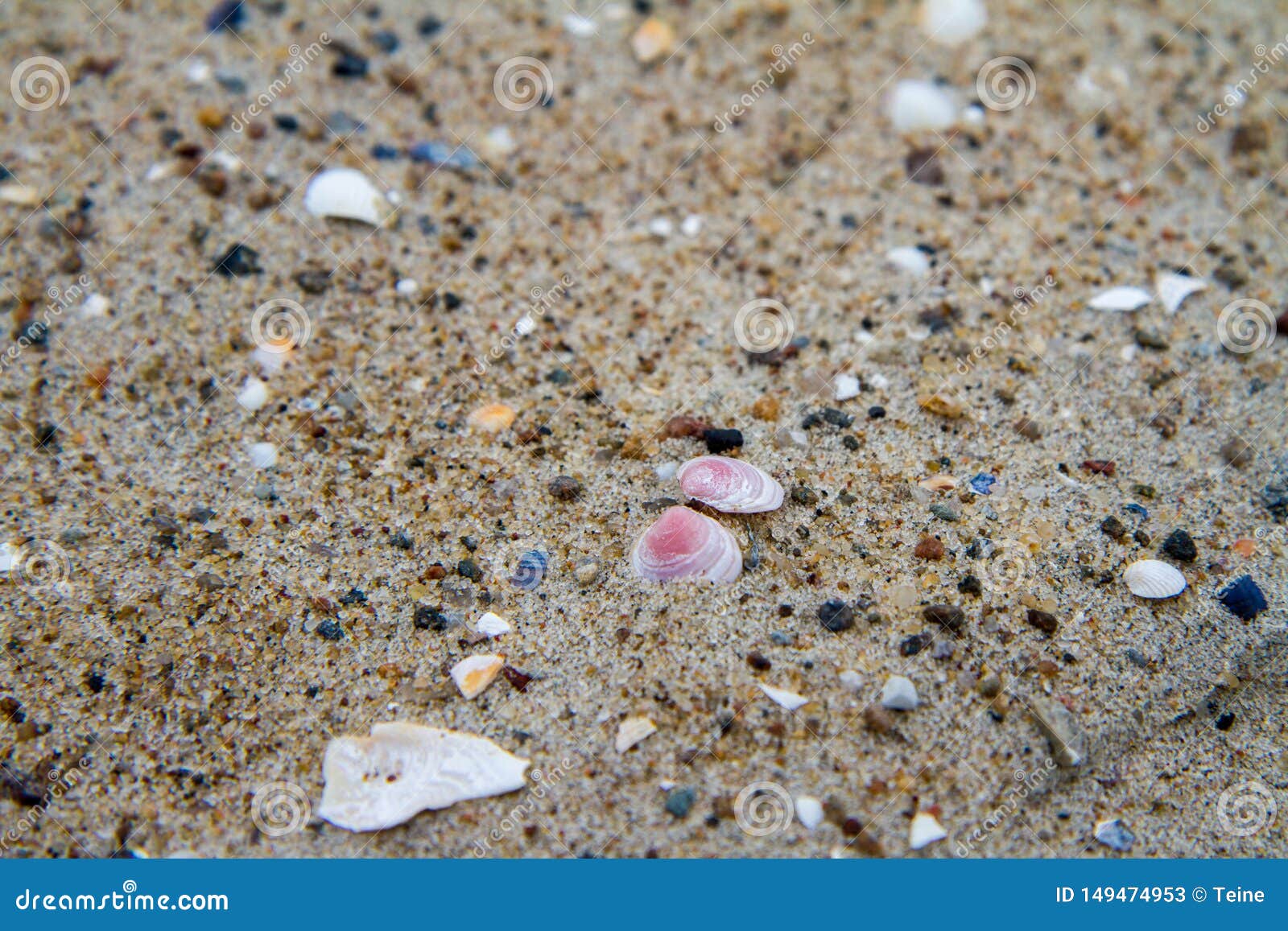 Sea shells stock image. Image of close, beach, nature - 149474953