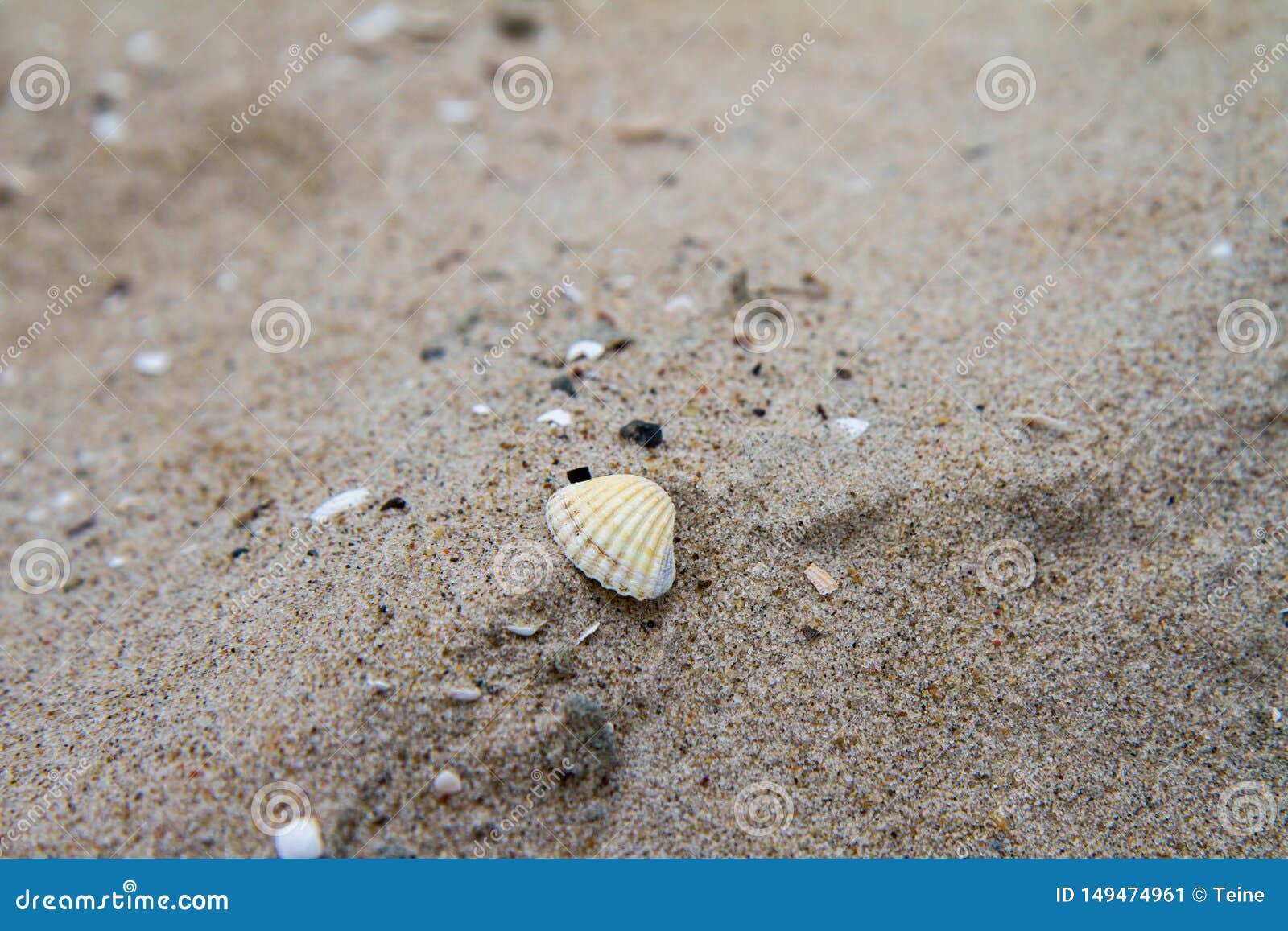Sea shells stock image. Image of shape, washed, vacation - 149474961