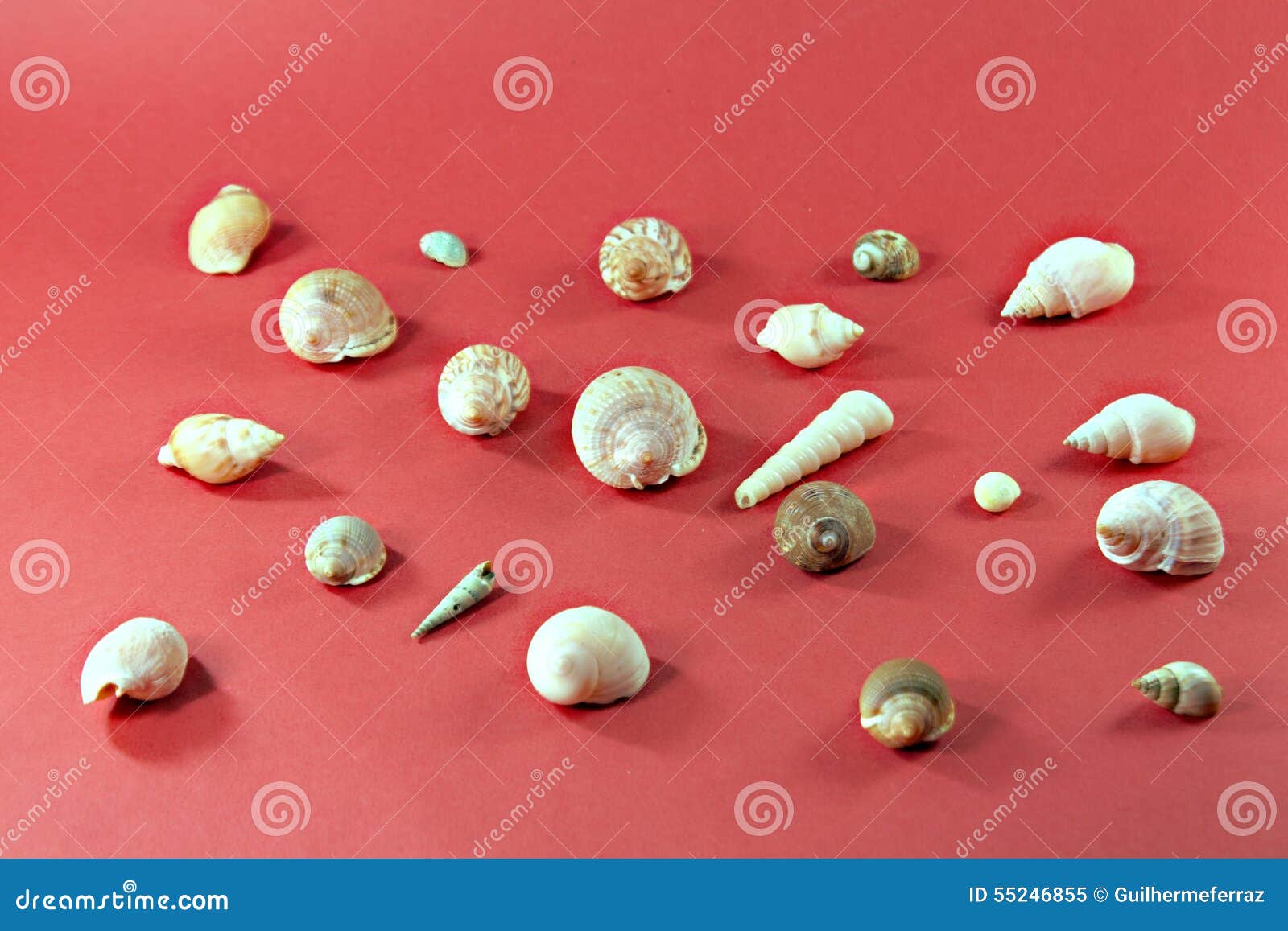 Small sea shells stock image. Image of ground, small - 55246855