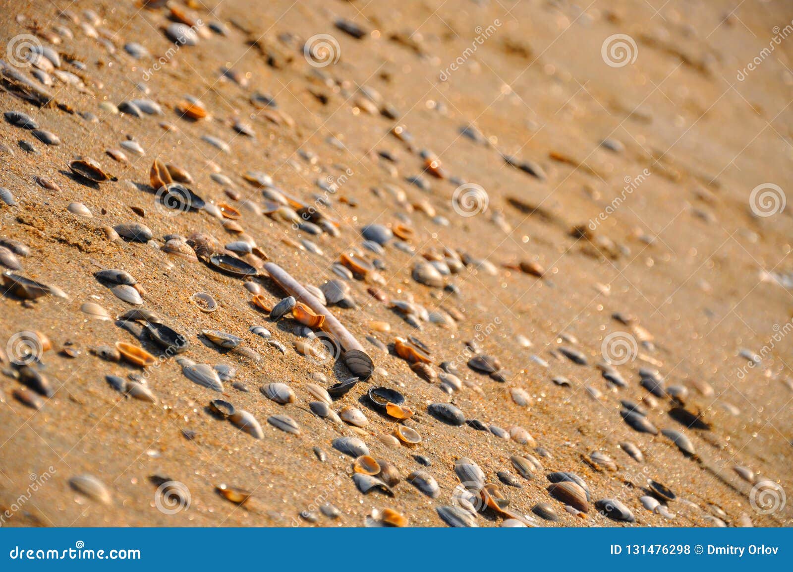 Small Sea Shells on Yellow Sand Beach Stock Photo - Image of sand ...