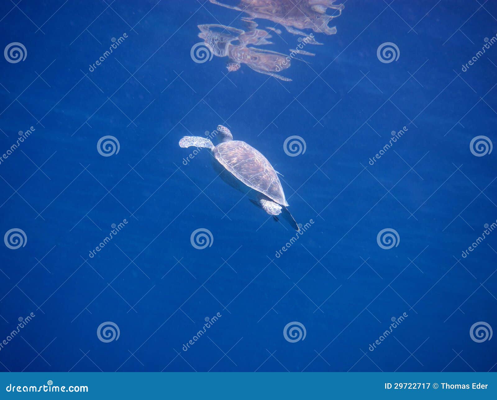 Sea turtle get air stock image. Image of coral, clear - 29722717