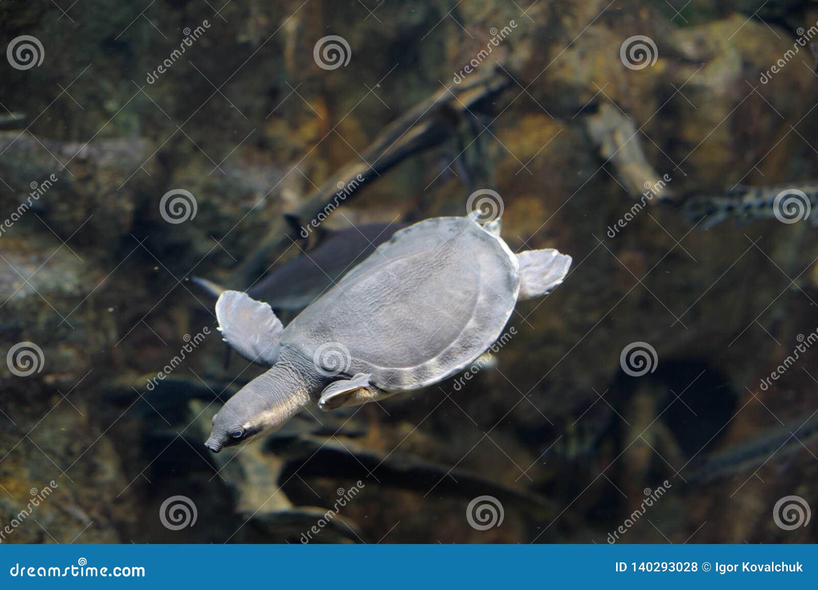 Small sea turtle stock photo. Image of tortoise, sudan - 140293028