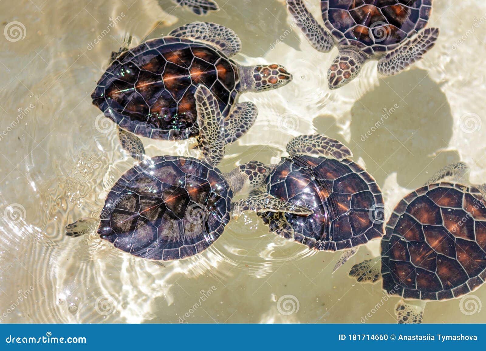 Small Sea Turtles in a Nursery Pool Close-up Stock Photo - Image of ...
