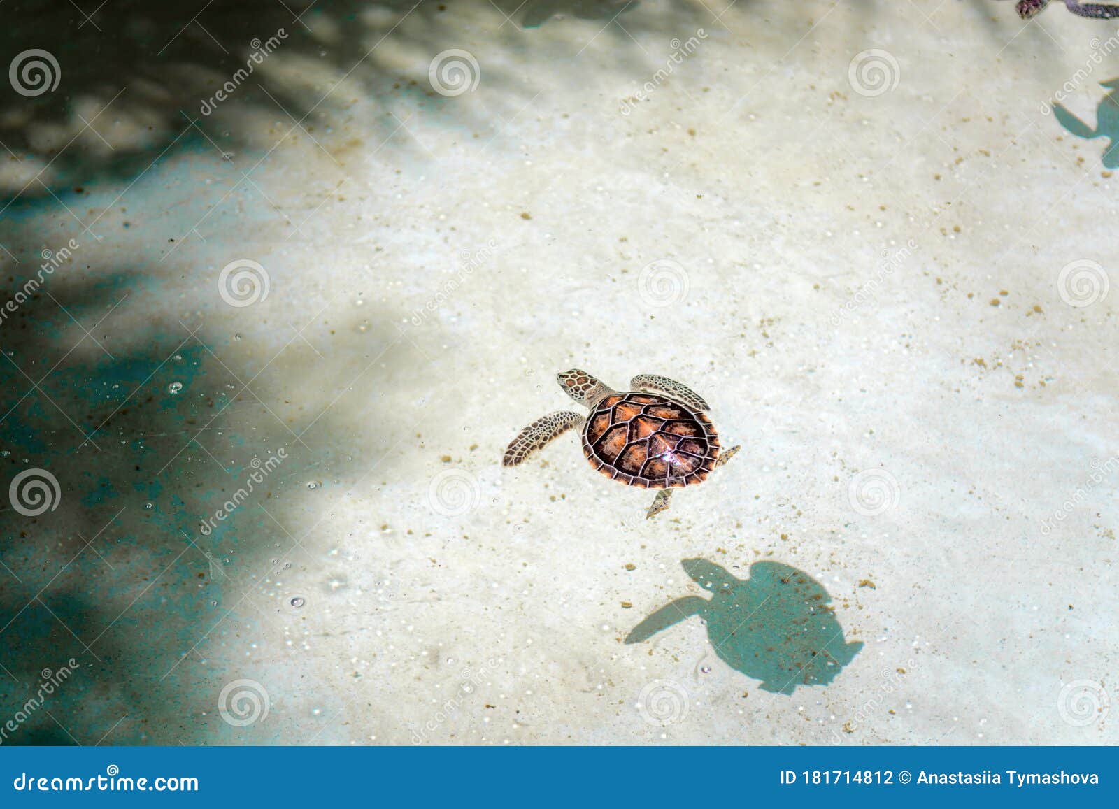 Small Sea Turtles in a Nursery Pool Close-up Stock Photo - Image of ...