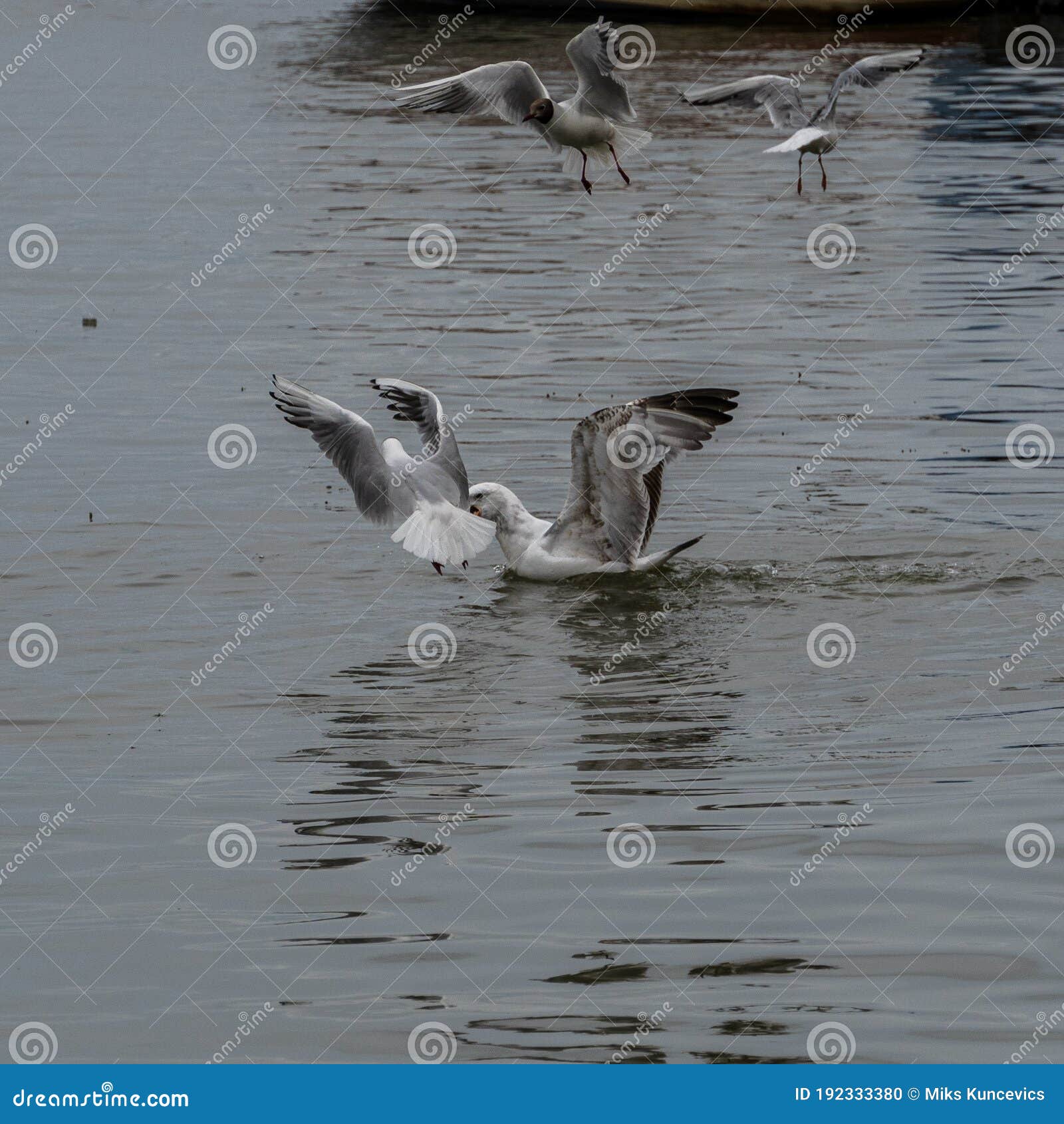 Small Seagull Fighting with it`s Older Brother Stock Photo - Image of ...