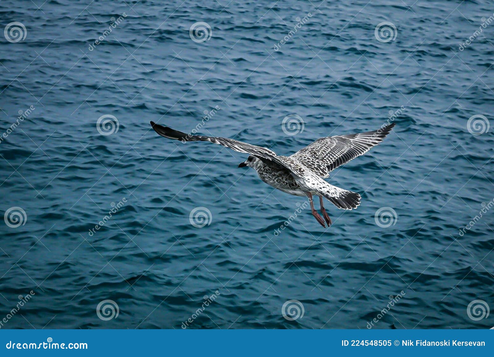 Small seagull in flight stock image. Image of seagull - 224548505