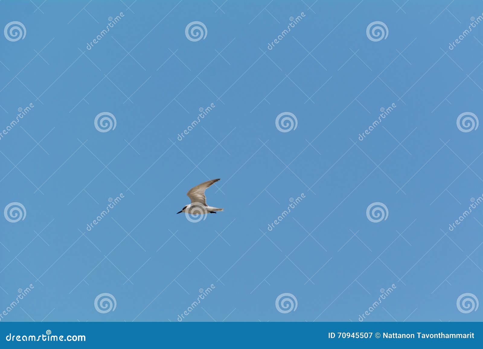 Small seagull flying. stock image. Image of summer, wing - 70945507