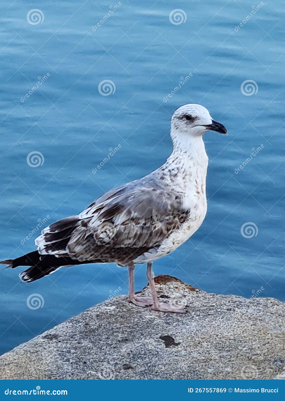 Small Seagull on the Quay of a Port Stock Image - Image of hawk, dead ...