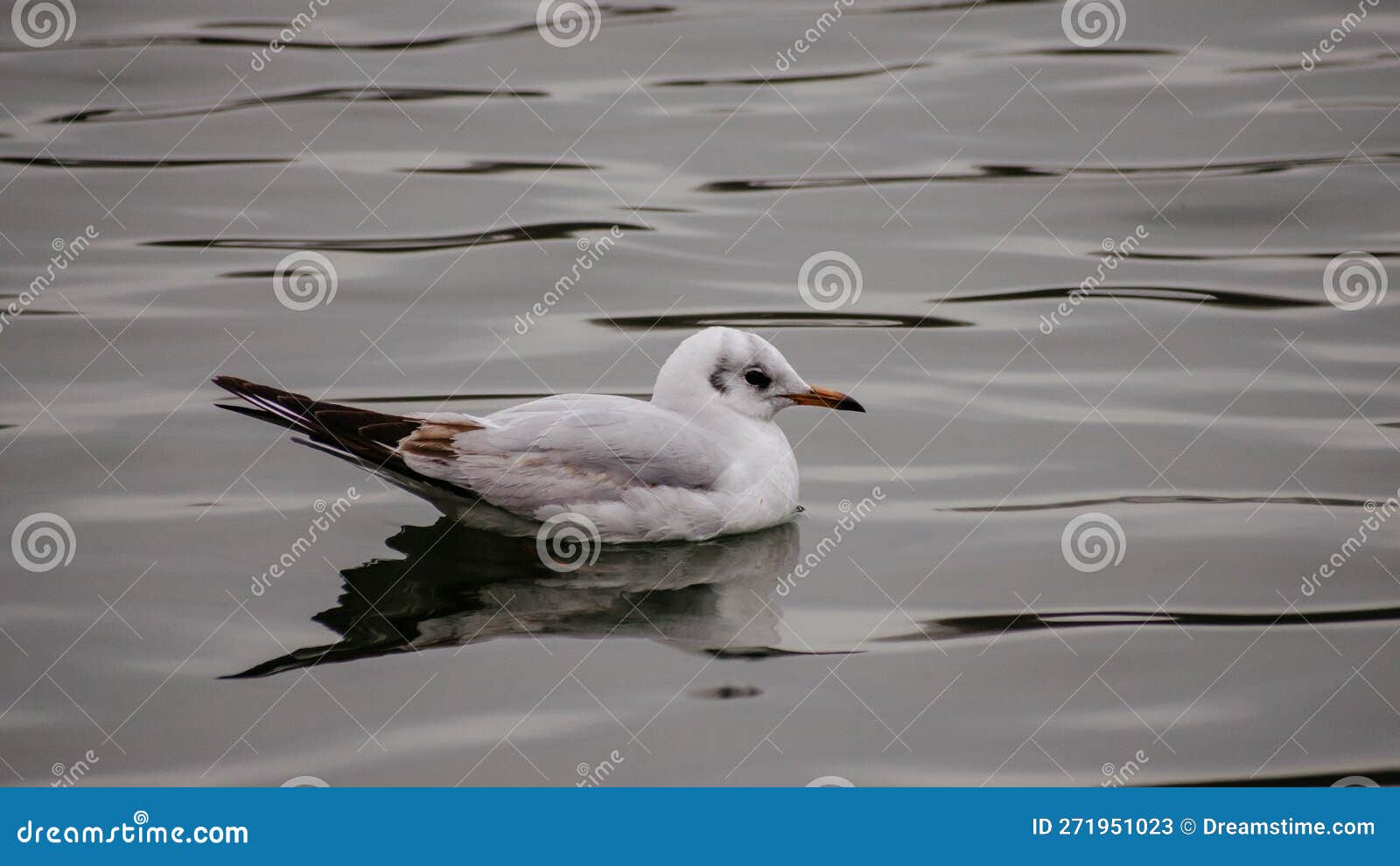 Small Seagull Sitting on Tranquil Water Surface Stock Image - Image of ...
