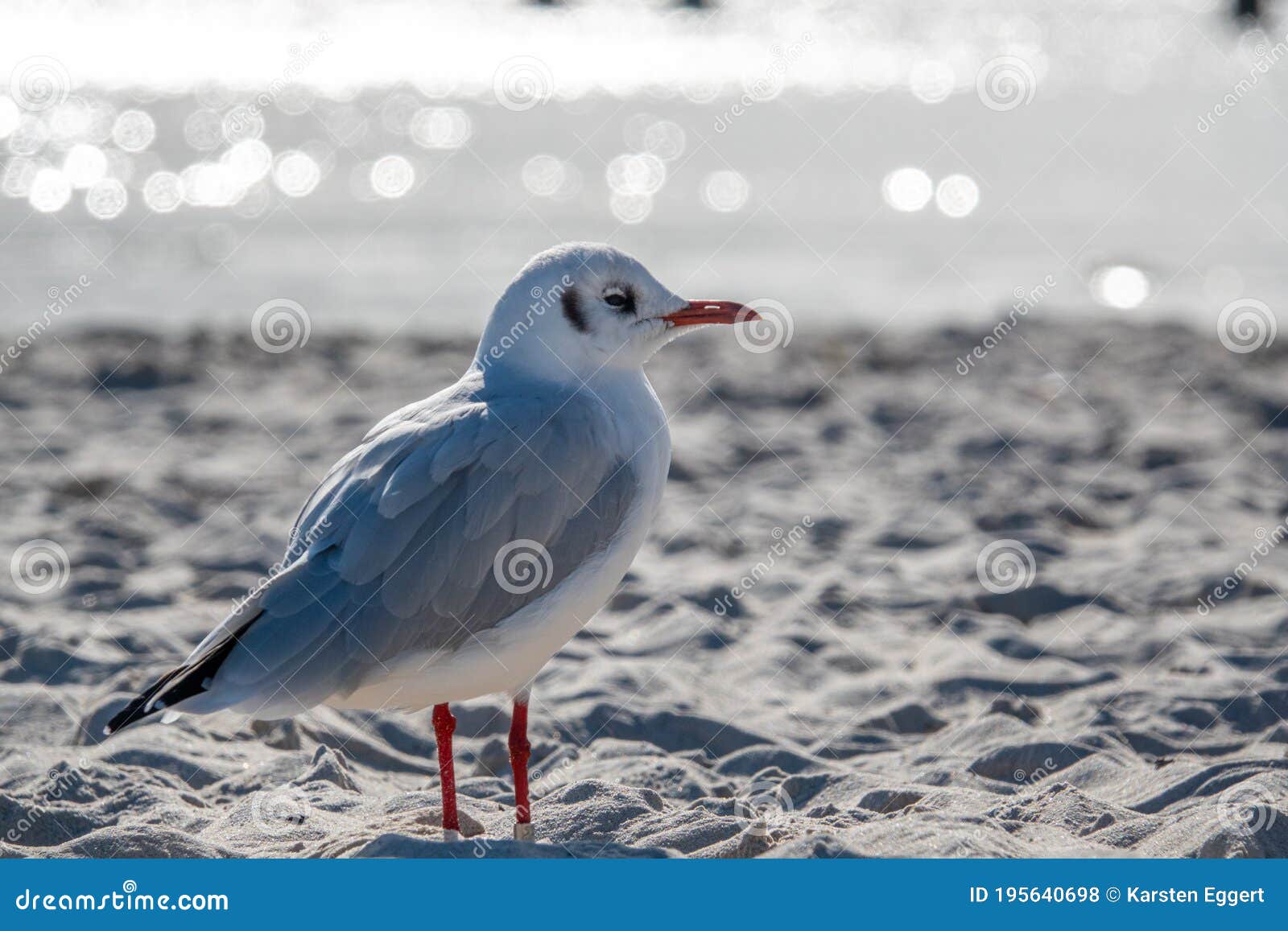 Small Seagull Stands in the White Beach Sand of the Baltic Sea Stock ...
