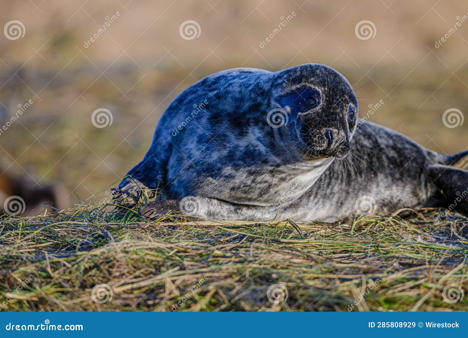 A Small Seal Lies in the Middle of Some Grass with His Head Down Stock ...