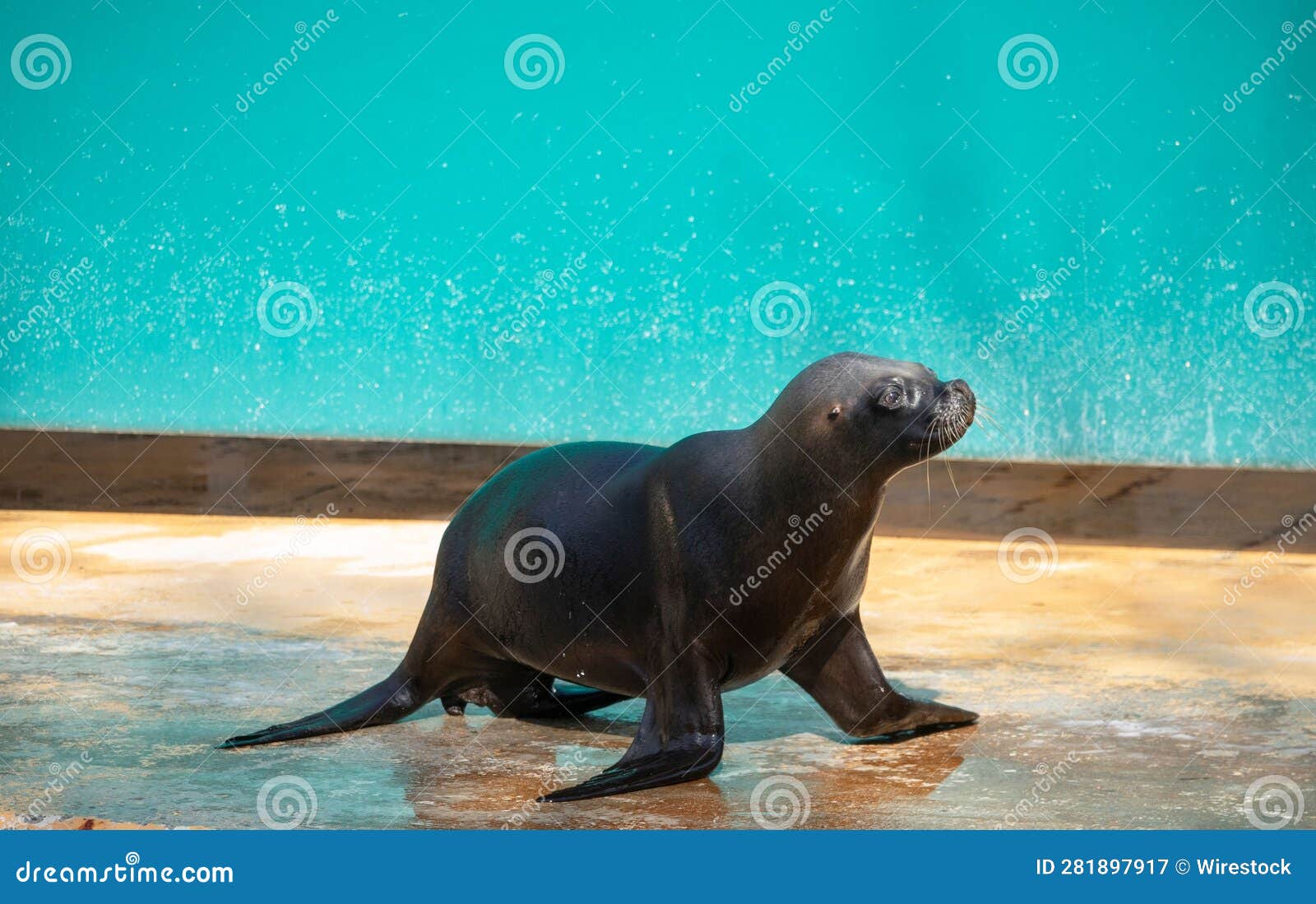Small Seal Looking At Camera, Swimming Playfully Generated By AI Stock ...