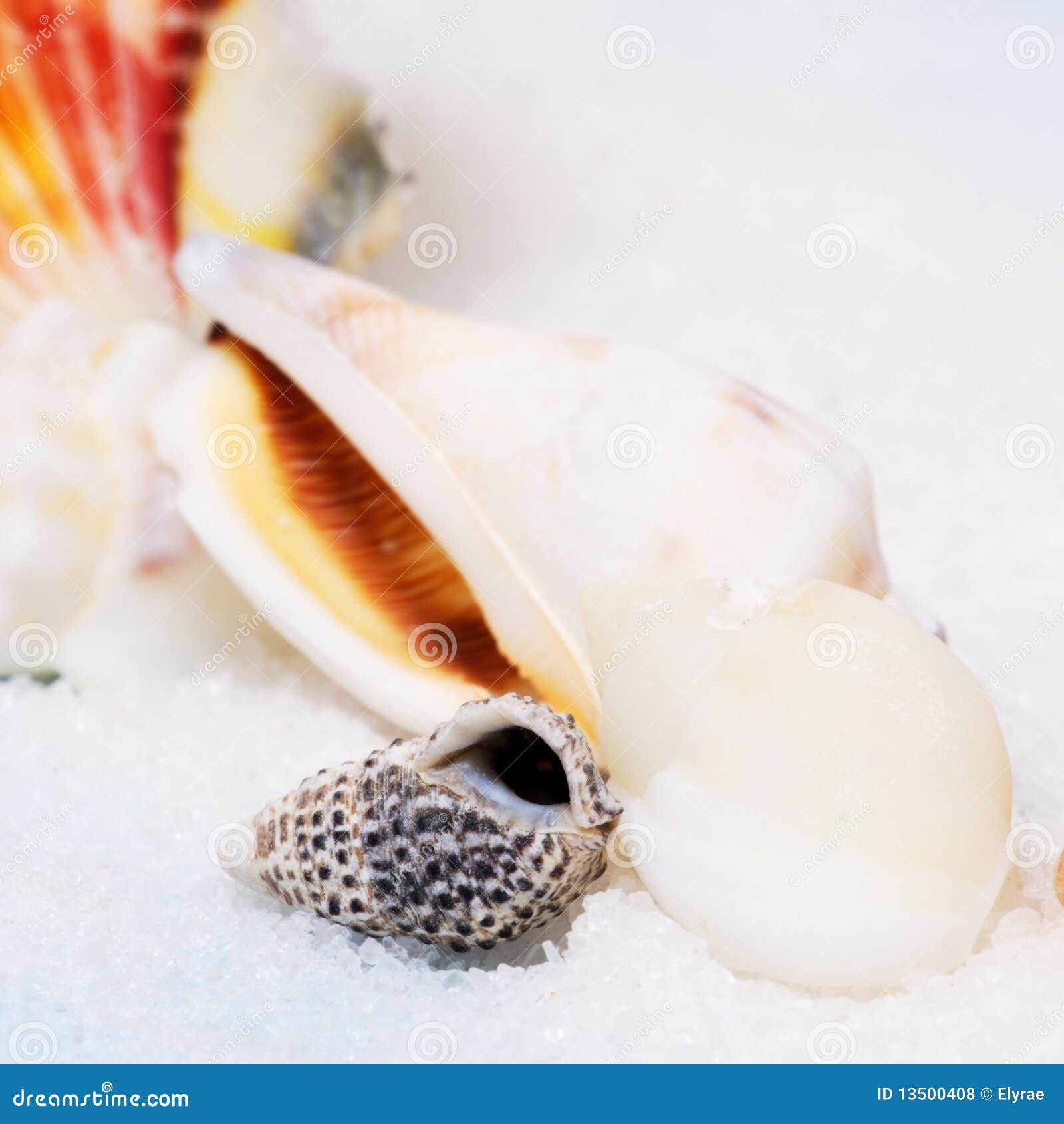 Small seashell stock photo. Image of relax, marine, shells - 13500408
