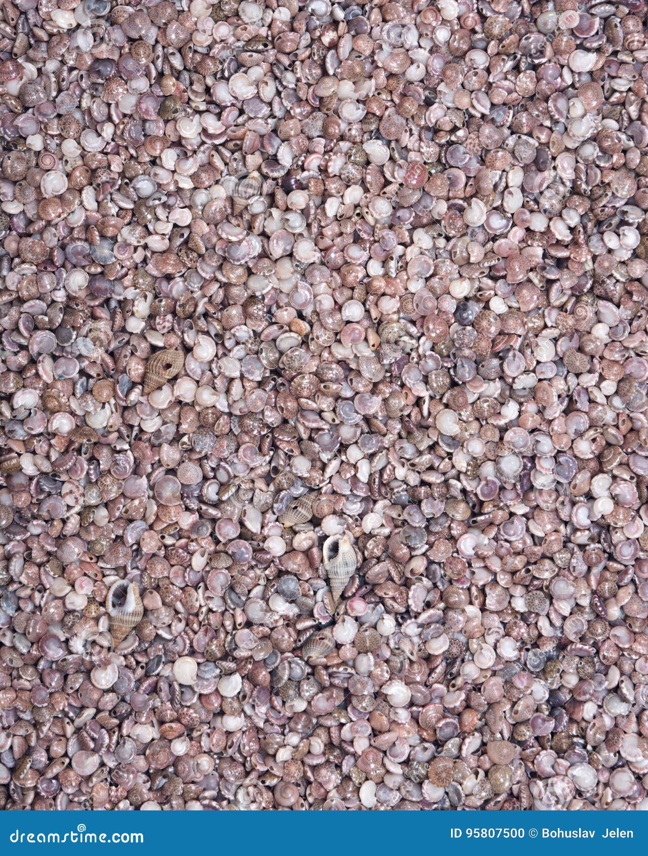 Small seashell background stock photo. Image of ocean - 95807500