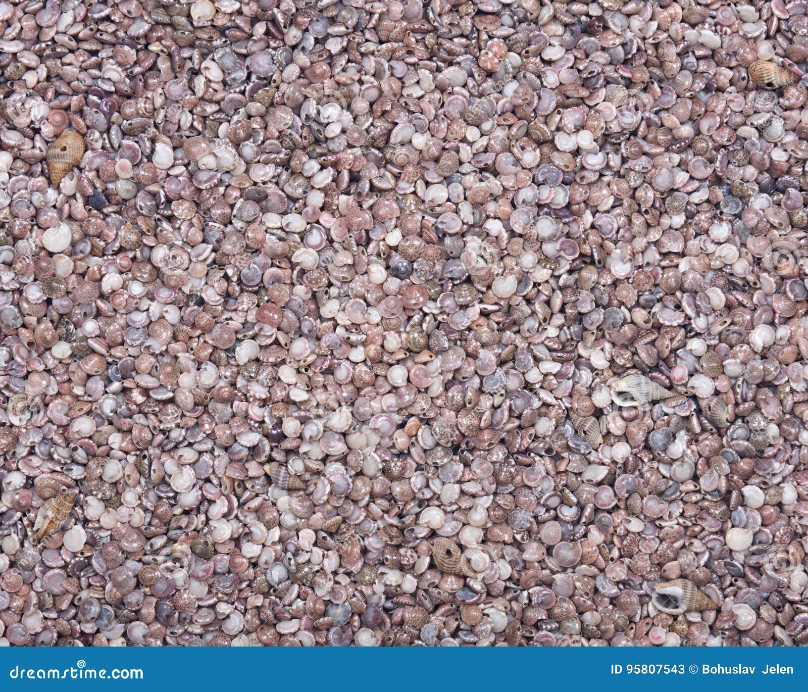 Small seashell background stock image. Image of travel - 95807543