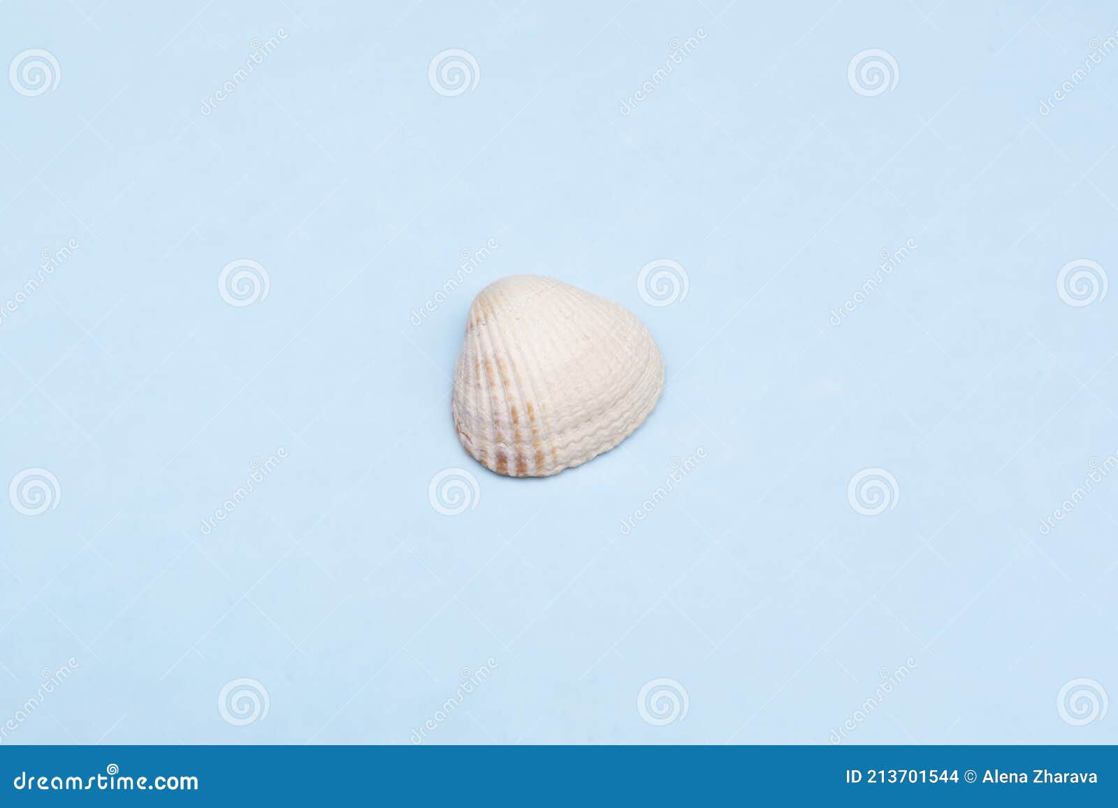 A Small Seashell on a Blue Background. the Concept of Rest and Vacation ...