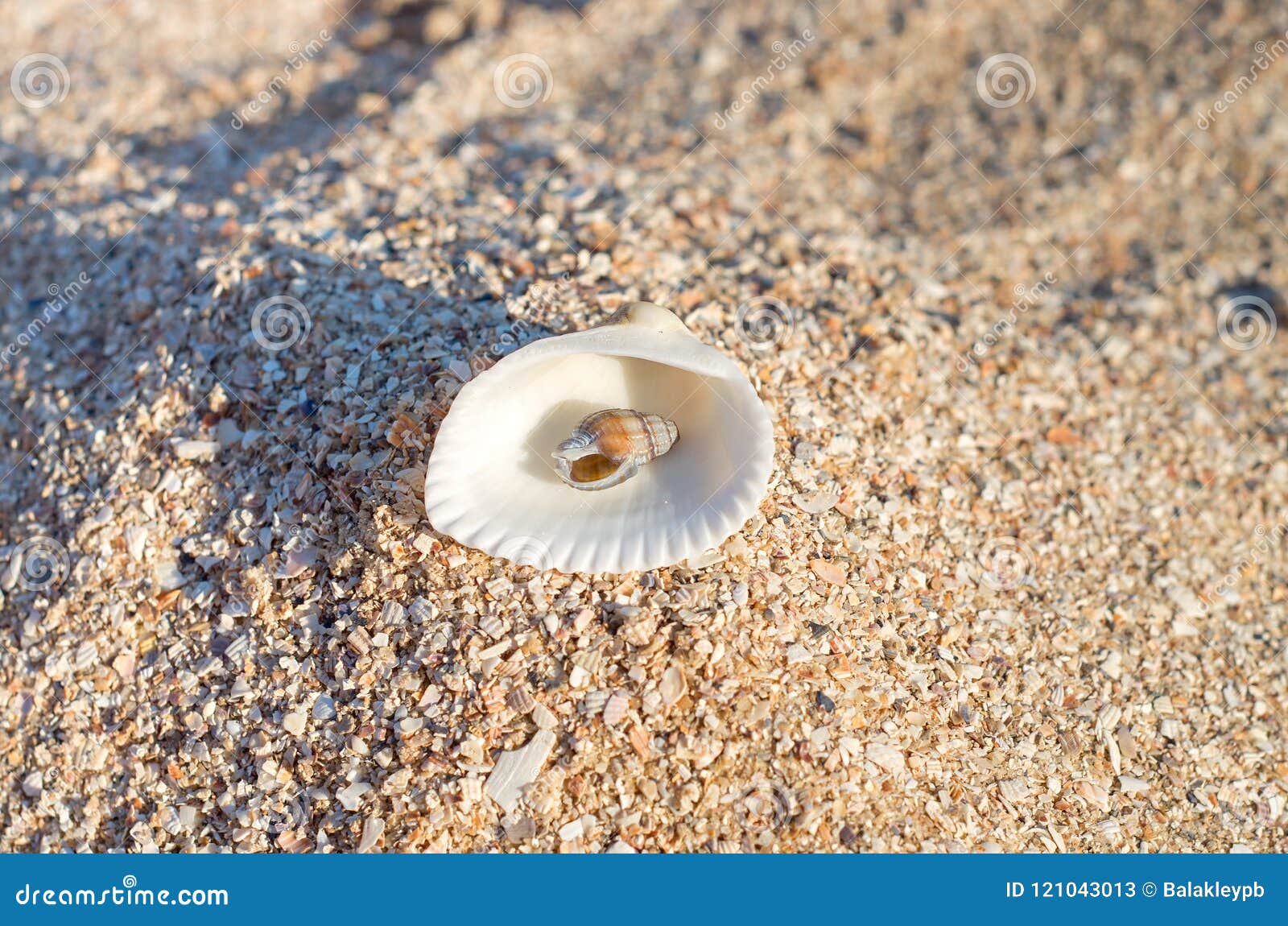 Small Seashell Inside a Large Seashell on the Sand Stock Image - Image ...
