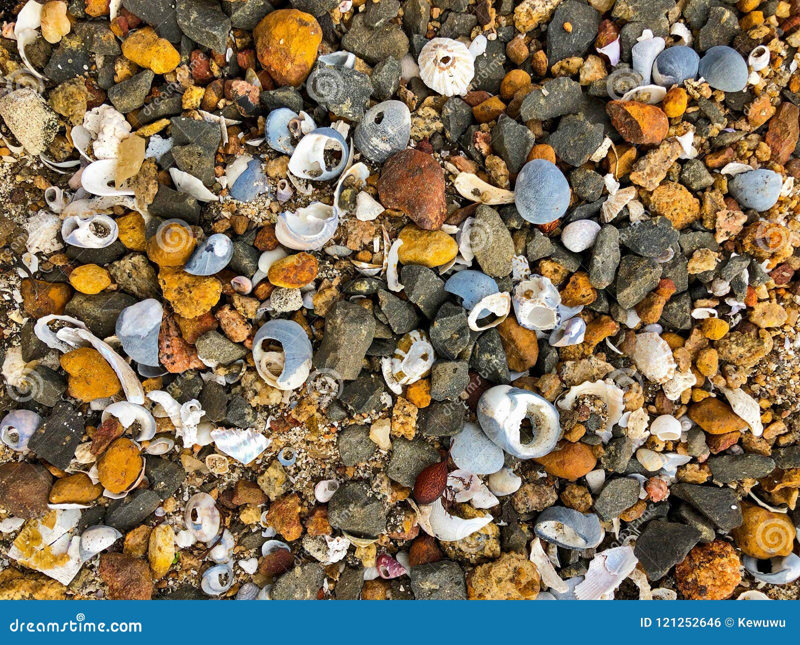 Small Seashell, Rocks, Pebbles on Sandy Coastal Area by the Sea Stock ...