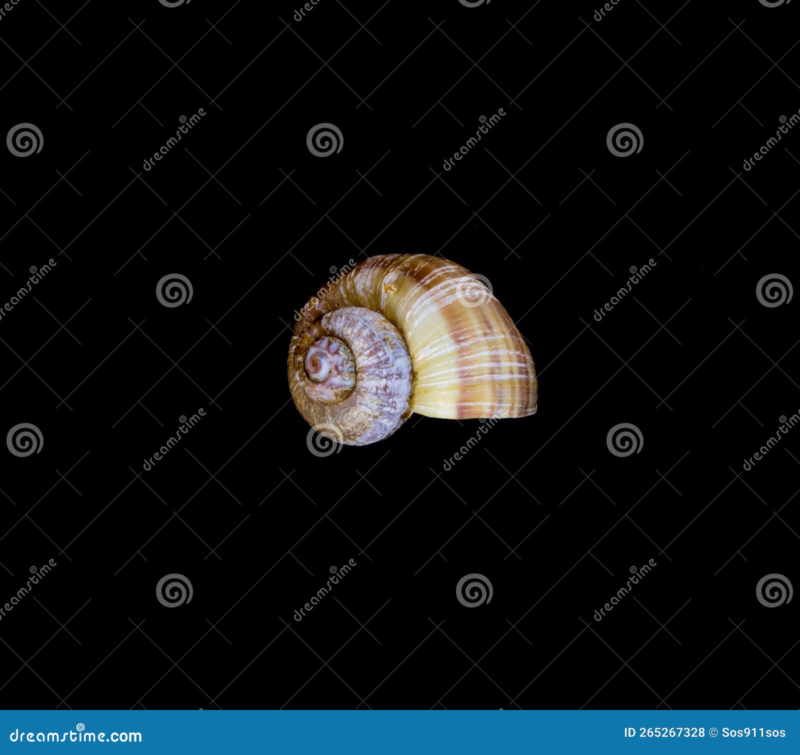 Small Seashell Shell on a Black Background Isolated Object Stock Photo ...