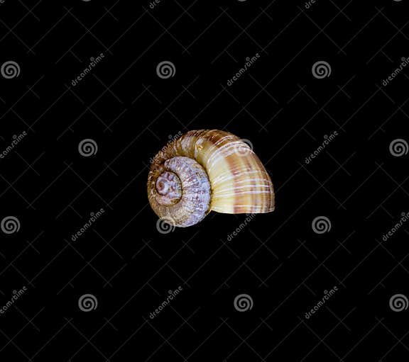 Small Seashell Shell on a Black Background Isolated Object Stock Photo ...