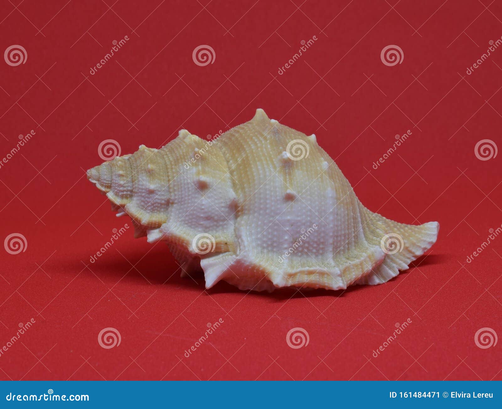 Small Seashell Side View on Red Background Stock Image - Image of life ...