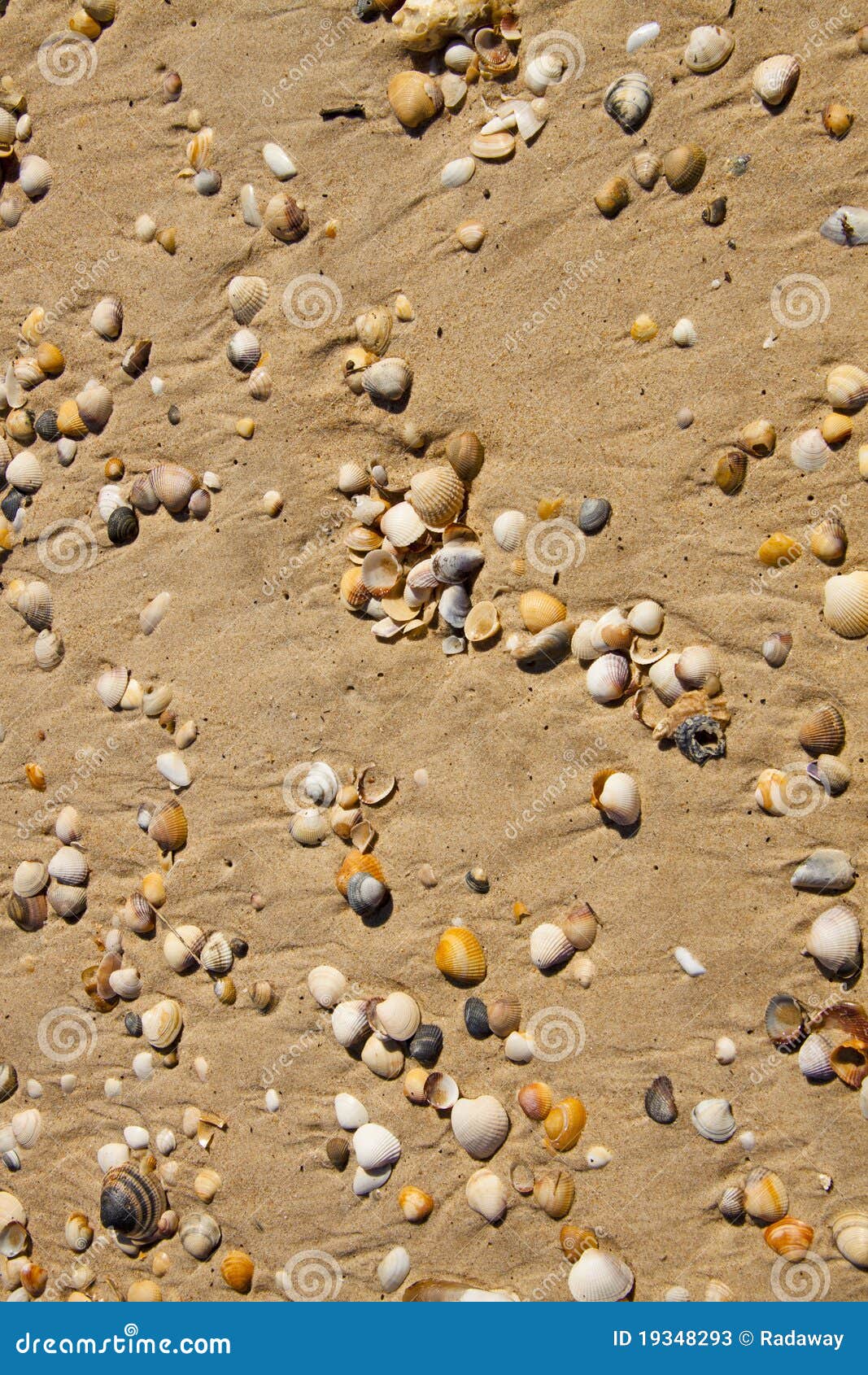 Small seashells stock image. Image of summer, beach, shore - 19348293