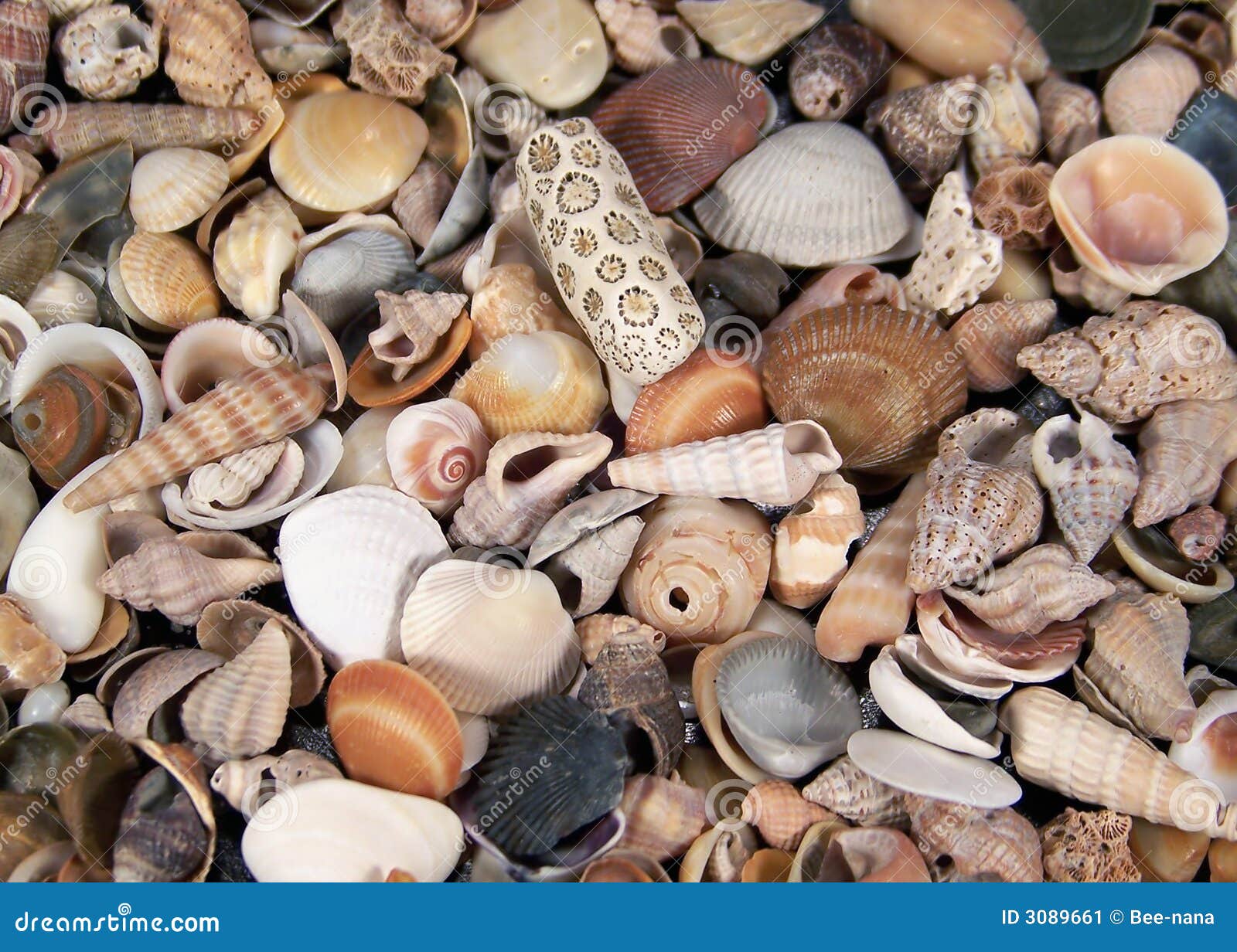Small Seashells stock image. Image of ocean, sand, white - 3089661