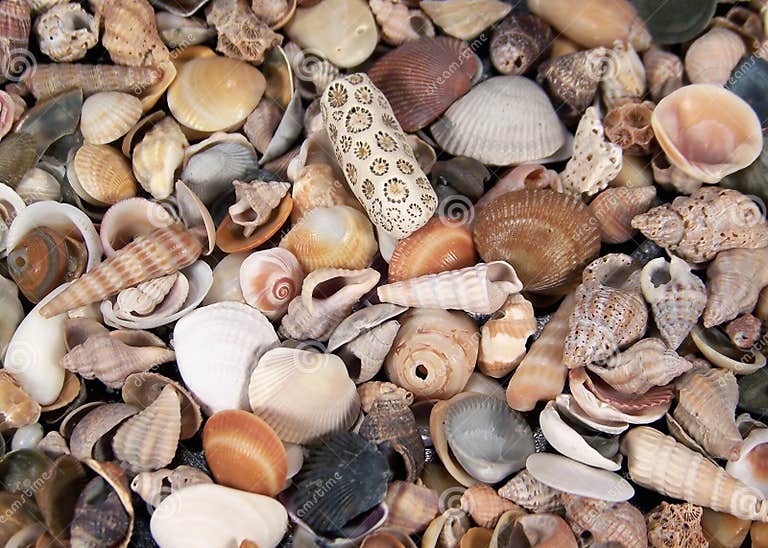 Small Seashells stock image. Image of ocean, sand, white - 3089661