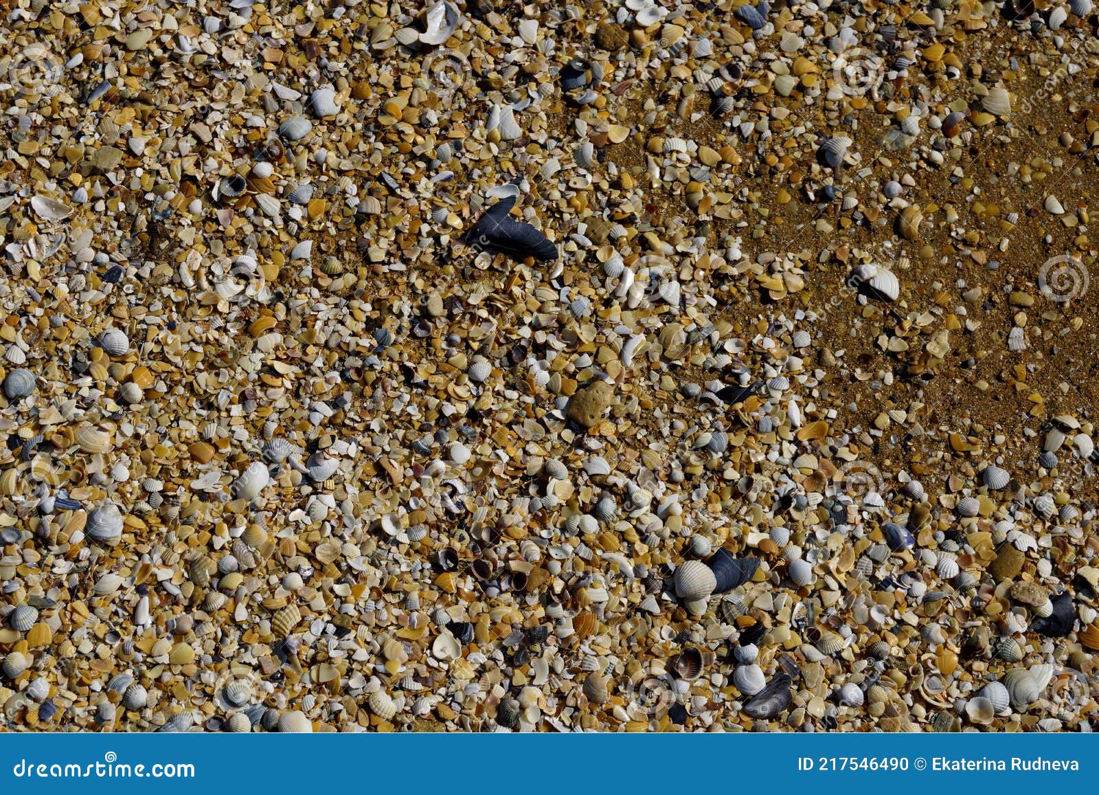 Small Seashells on the Beach. Background of the Shell Stock Photo ...