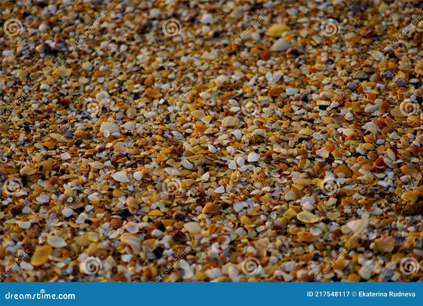 Small Seashells on the Beach. Background of the Shell Stock Image ...