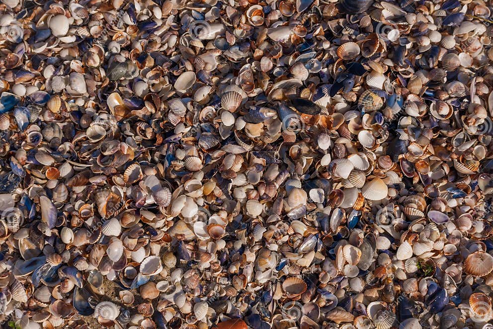 Small Seashells on the Beach. Background of the Shell Stock Photo ...