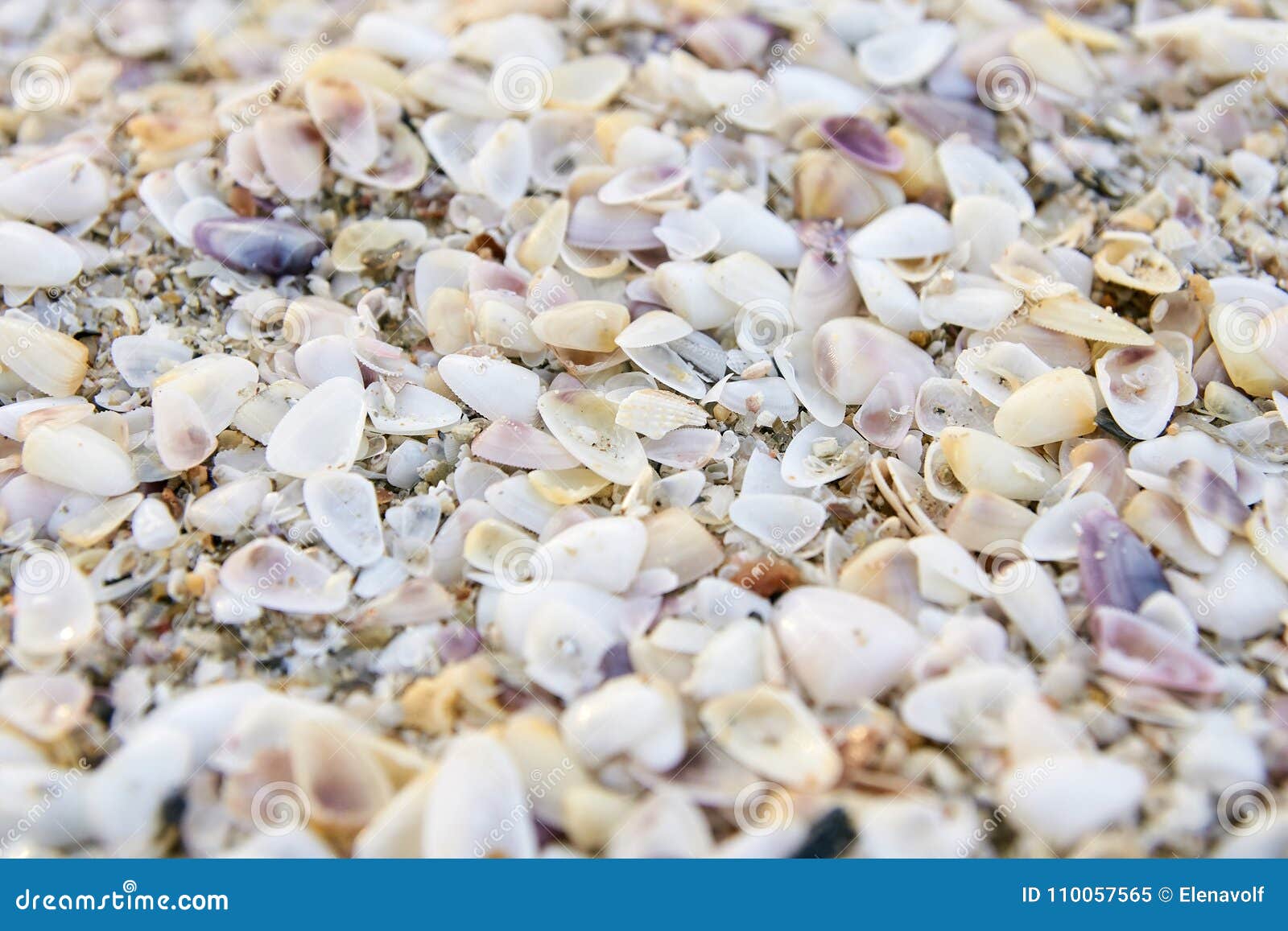 Small Seashells. Beach. Bright Sand Stock Image - Image of nature ...